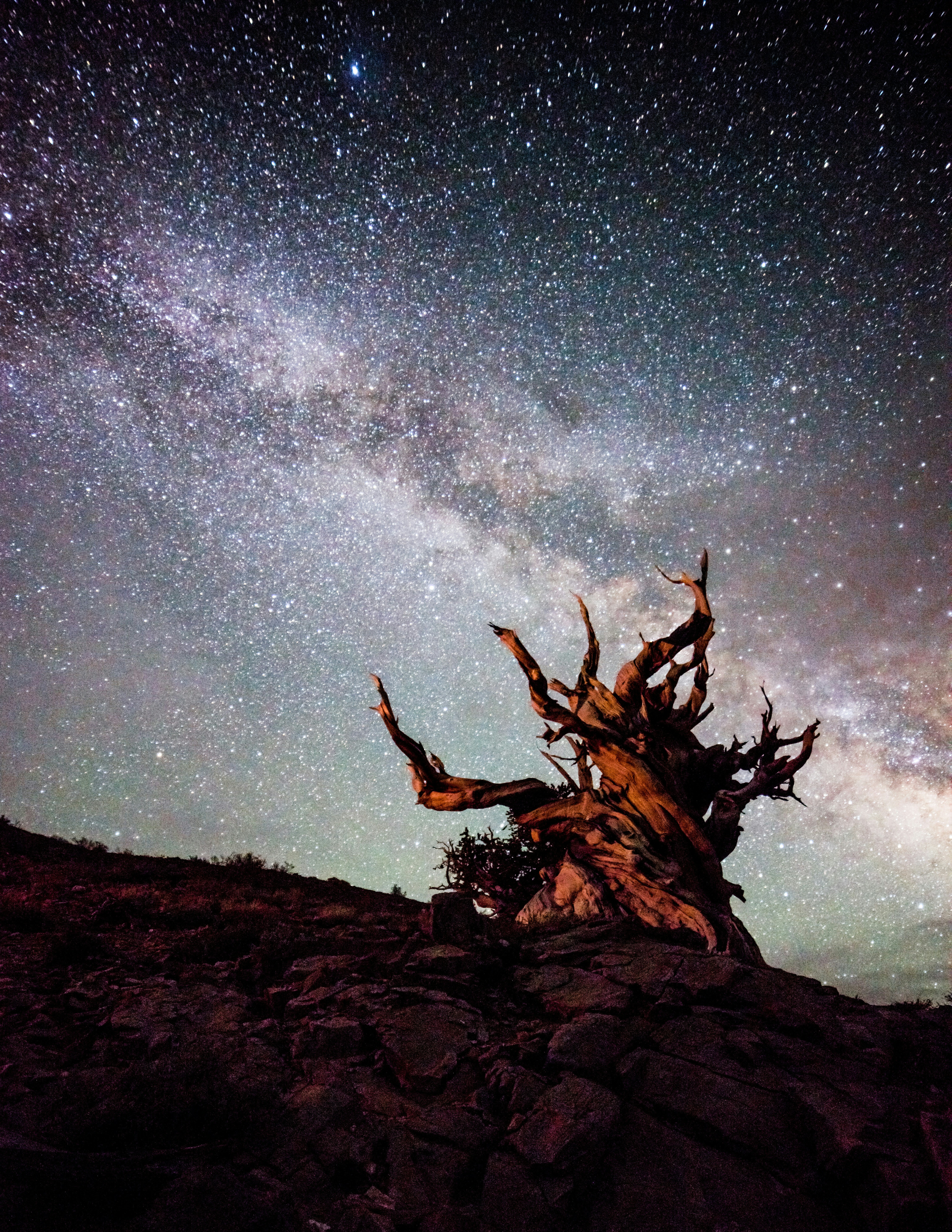 Astral Gnarled Sentinel Beneath the Milky Way