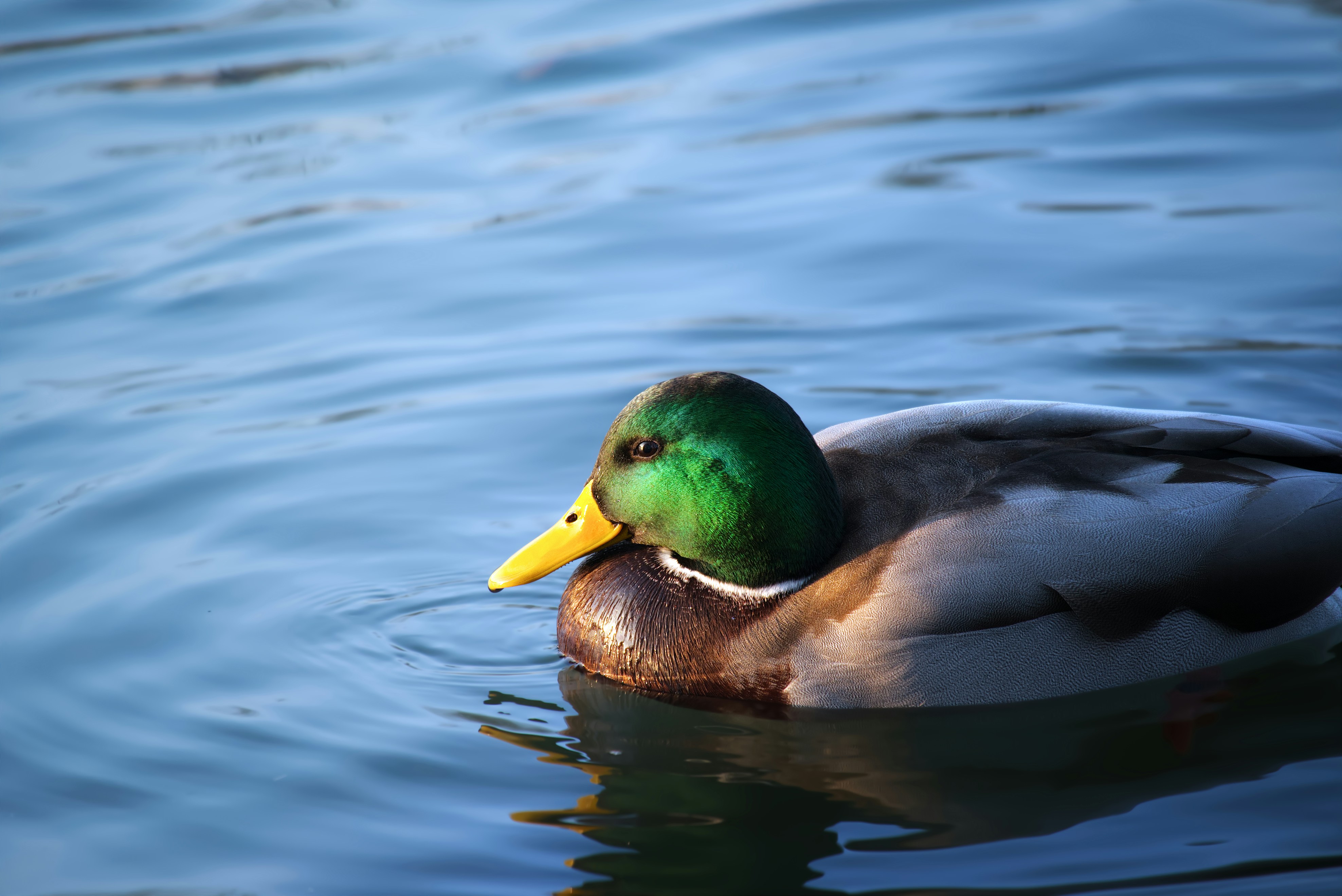 A male mallard swims in the river Danube.