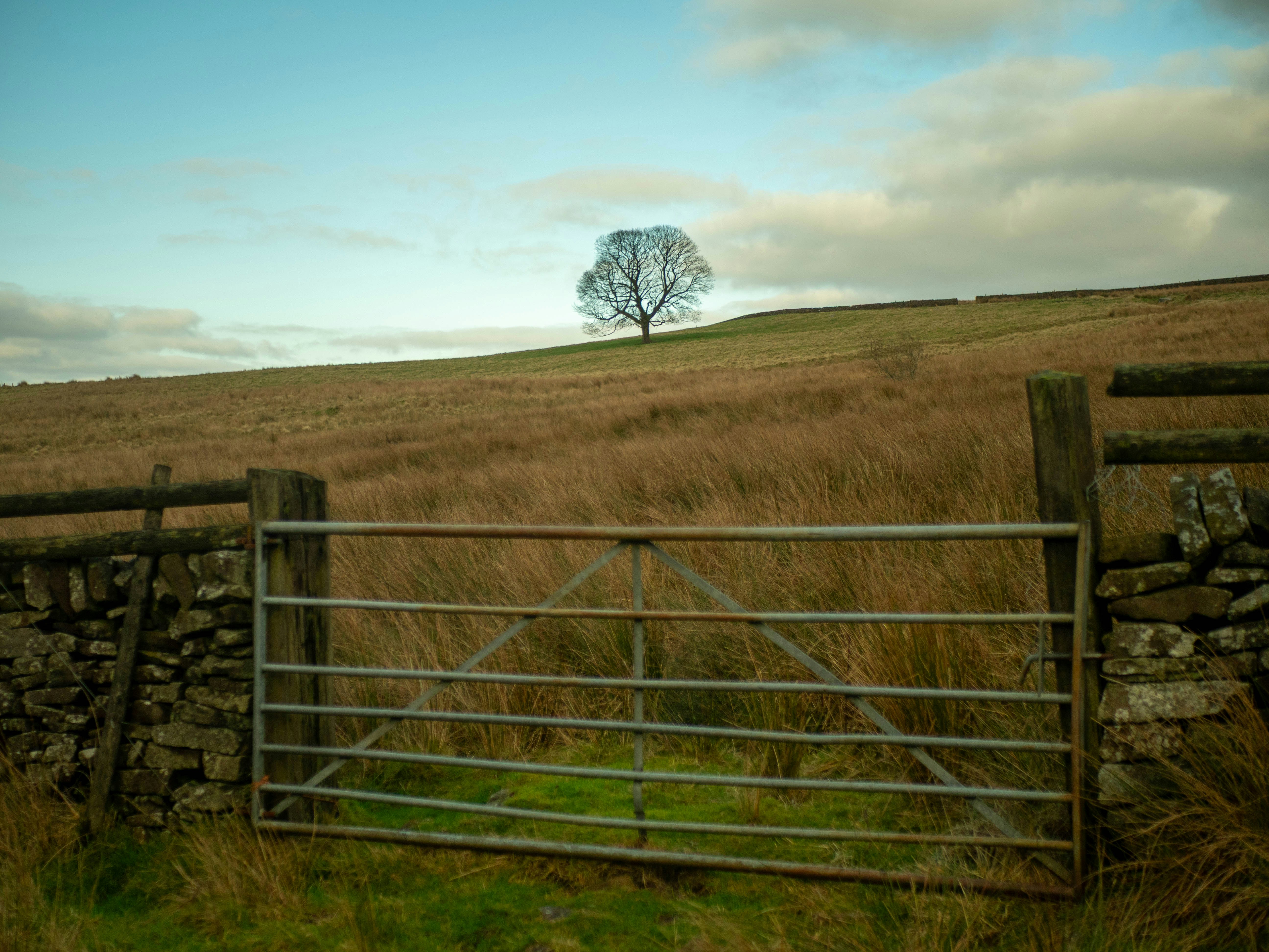 Gateway to the Lone Hill: A Quiet Field with a Single Tree