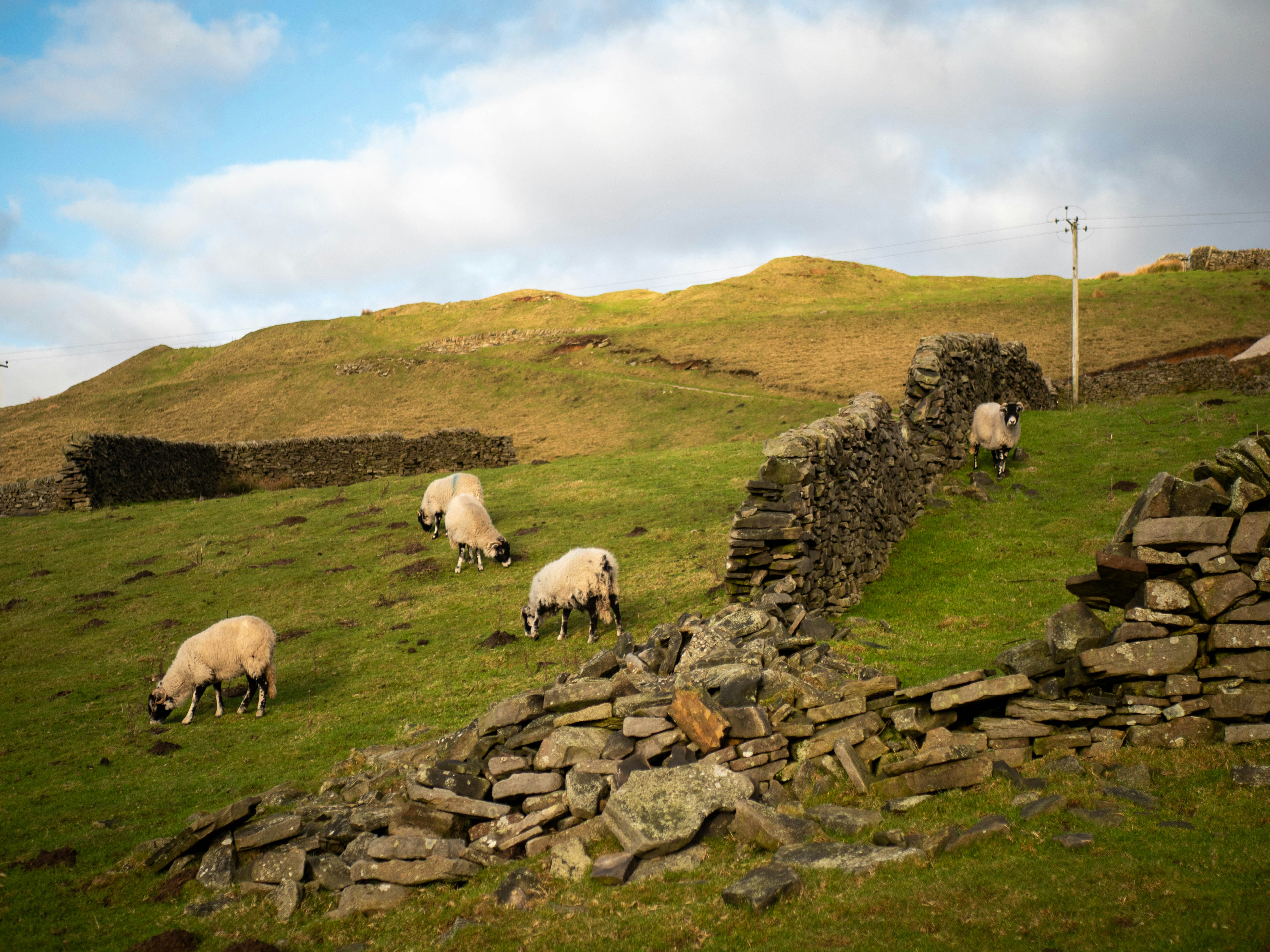 Pasture Watch: Sheep Treading Between Stone Walls on a Rolling Moor