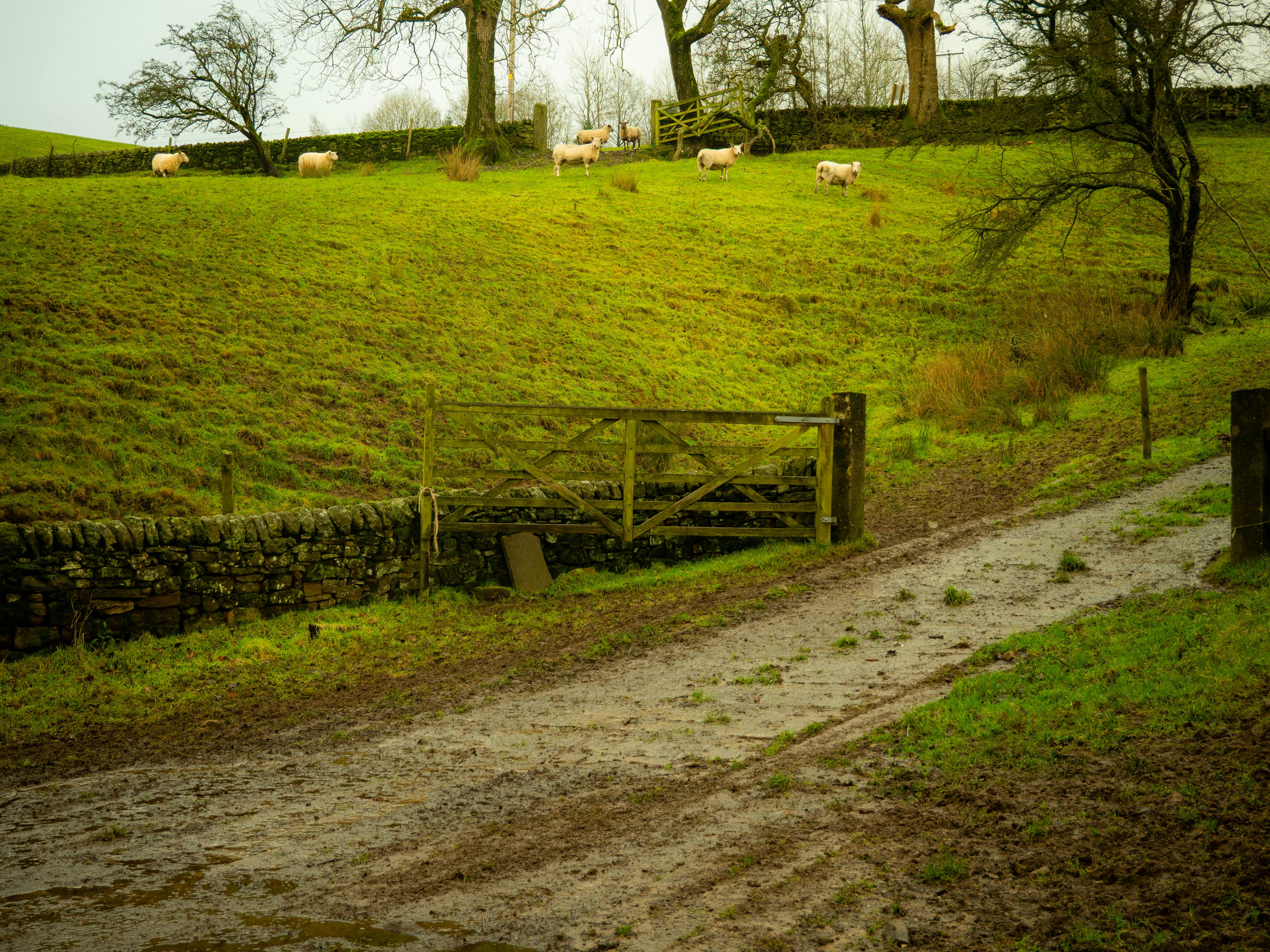 Pasture Gate and Muddy Track Under Overcast Sky