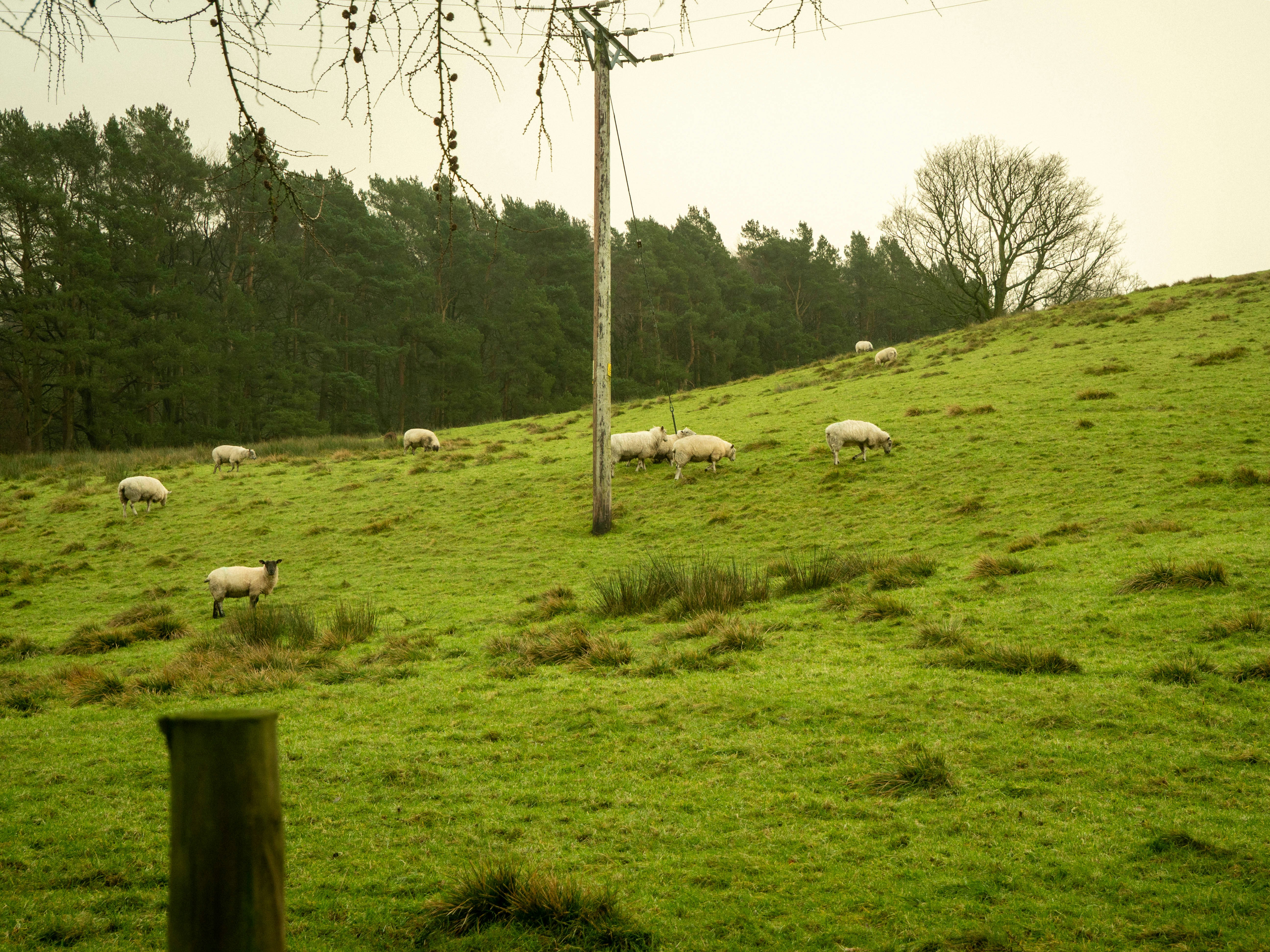 Grazing on a Quiet Hill: Sheep and a Lone Utility Post