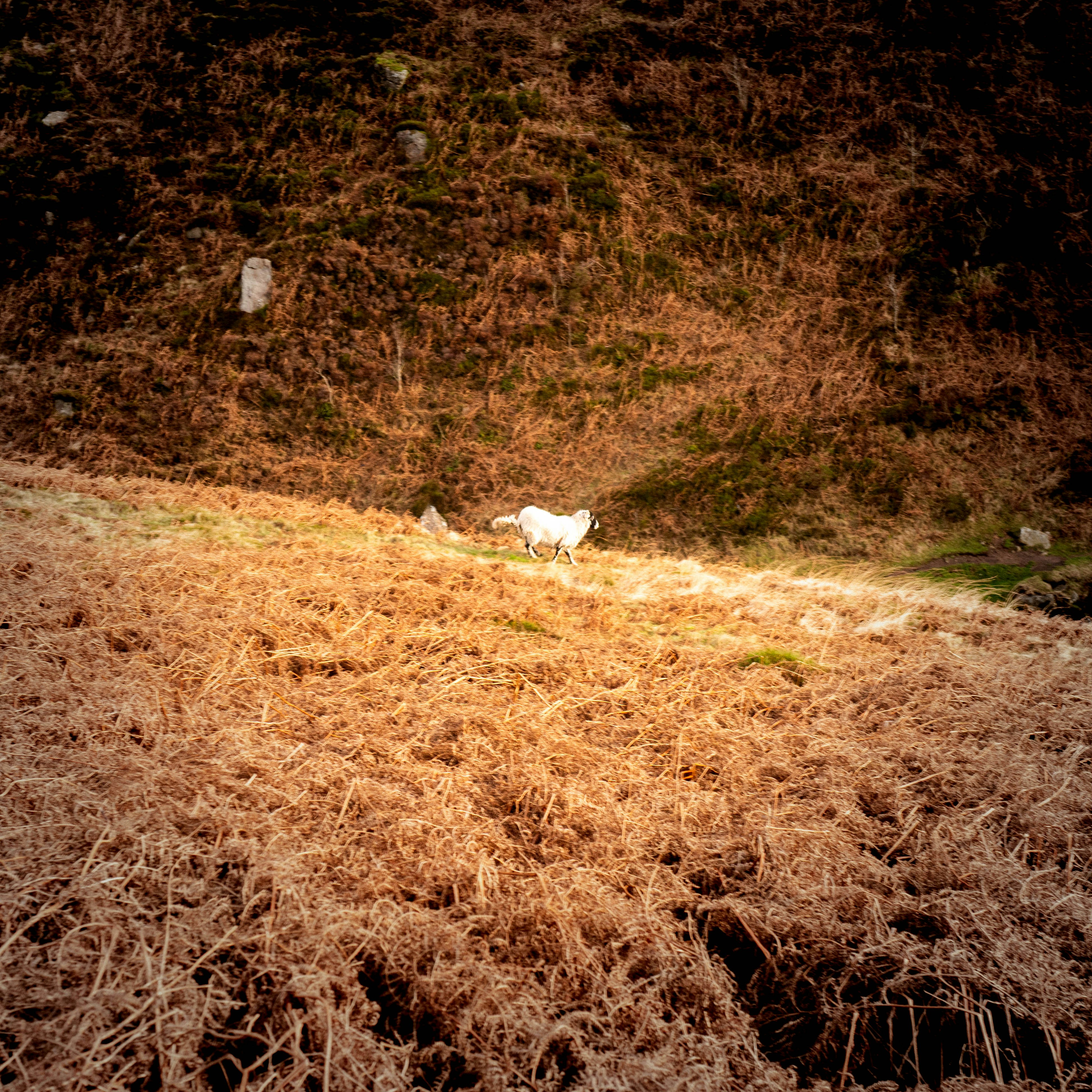 Grazing Tale: A White Horse Against the Golden Moor