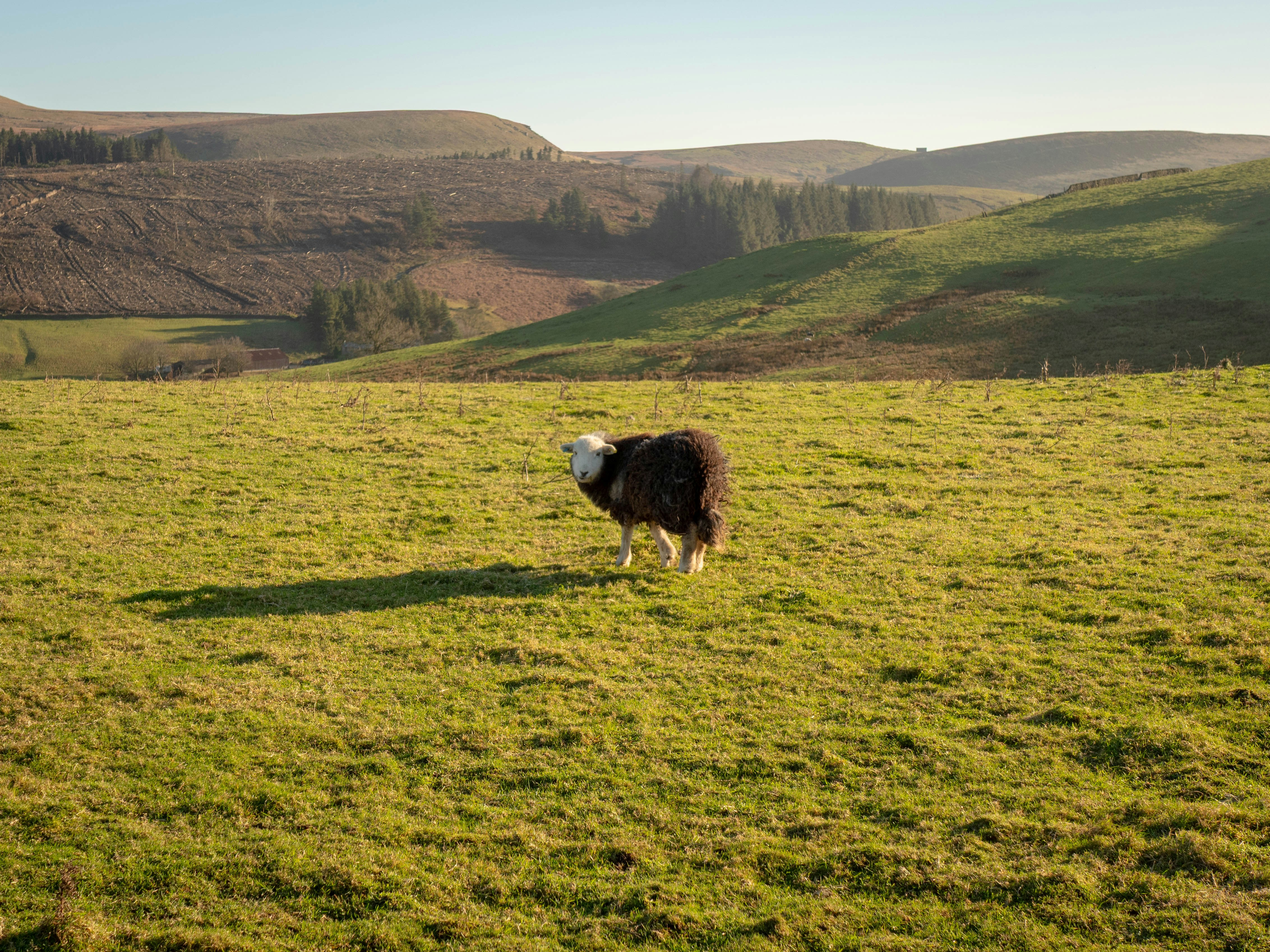 Pasture and Sheep Beneath Rolling Hills at Golden Hour
