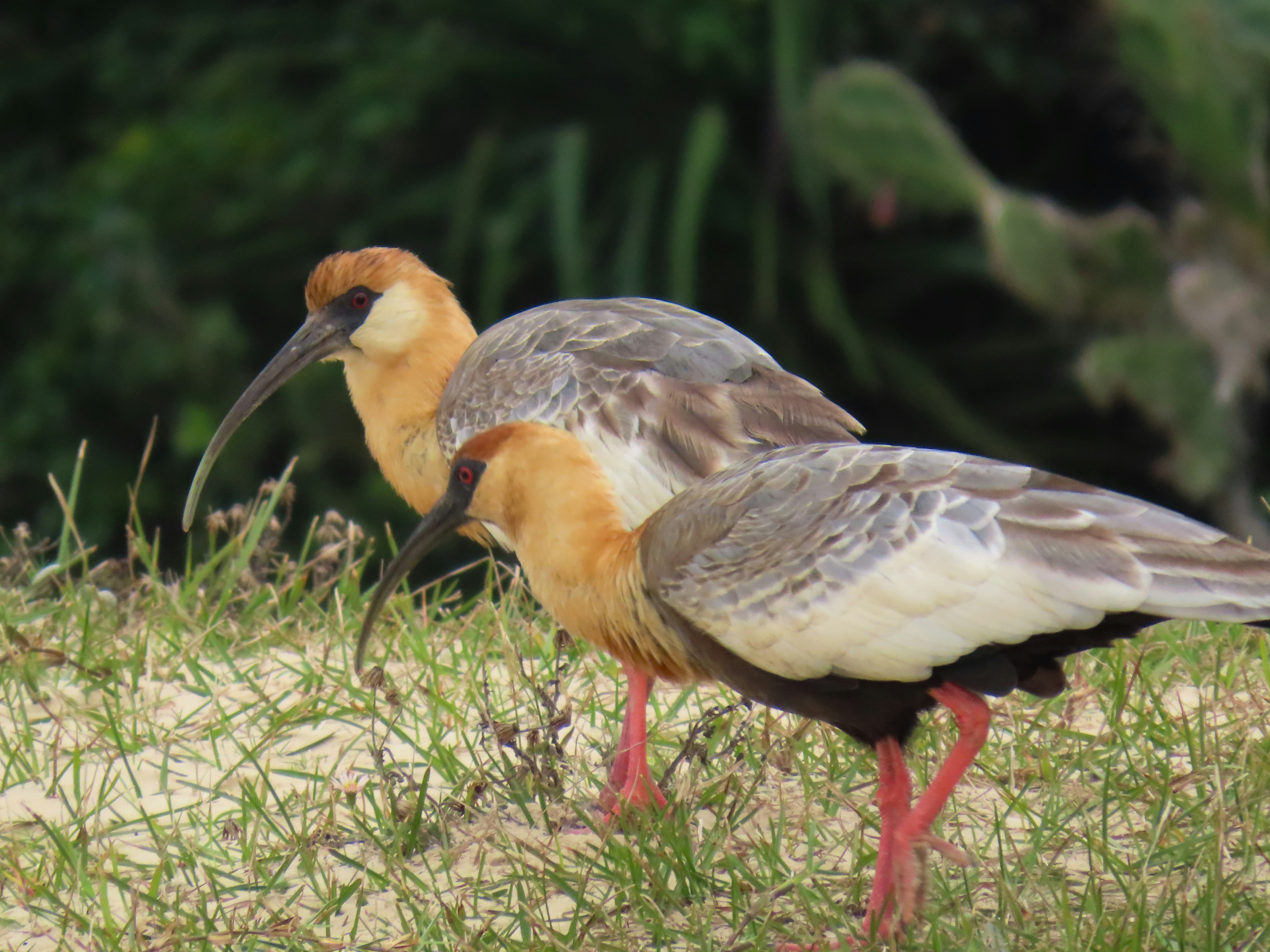 Two Western Ibises in Grass with Pink Legs on Sandy Ground