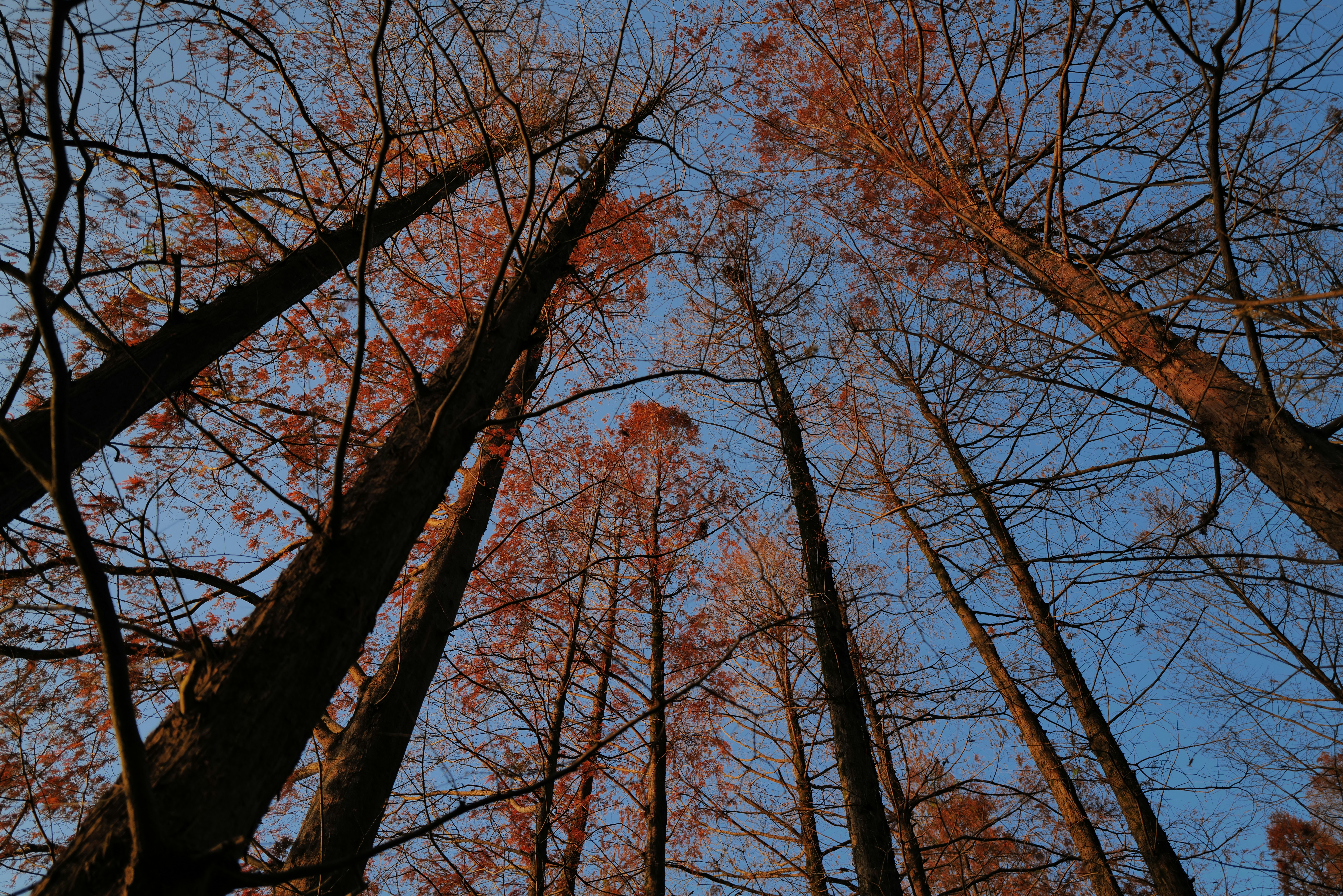 Upward Gaze: Converging Pines Against a Clear Winter Sky