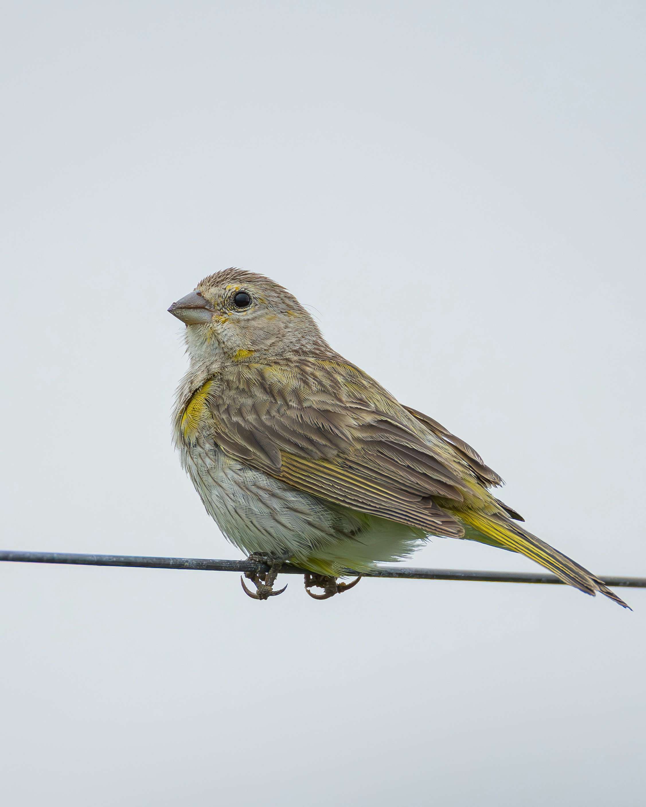 Placid Ember: Yellow-throated Finch Perched on a Wire