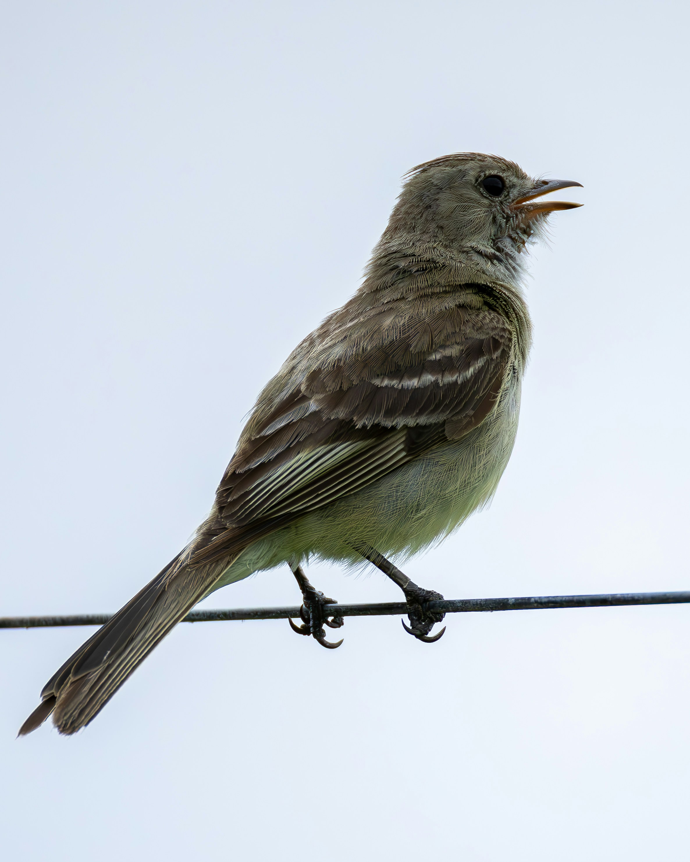 Perch on a Wire: A Small Songbird Against a Cold Sky