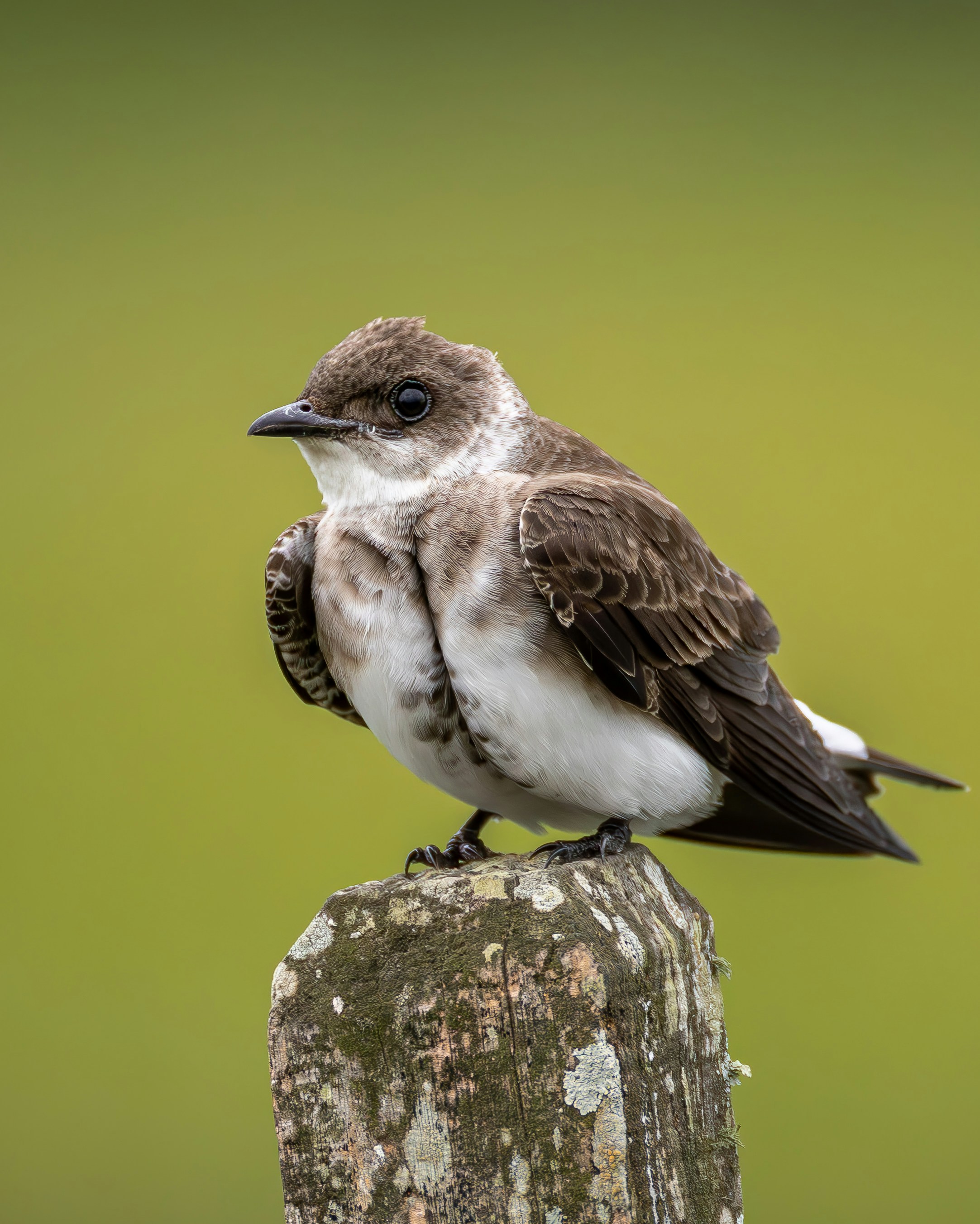 Perched on Quiet Stone, A Small Hunter Watches Over the Field