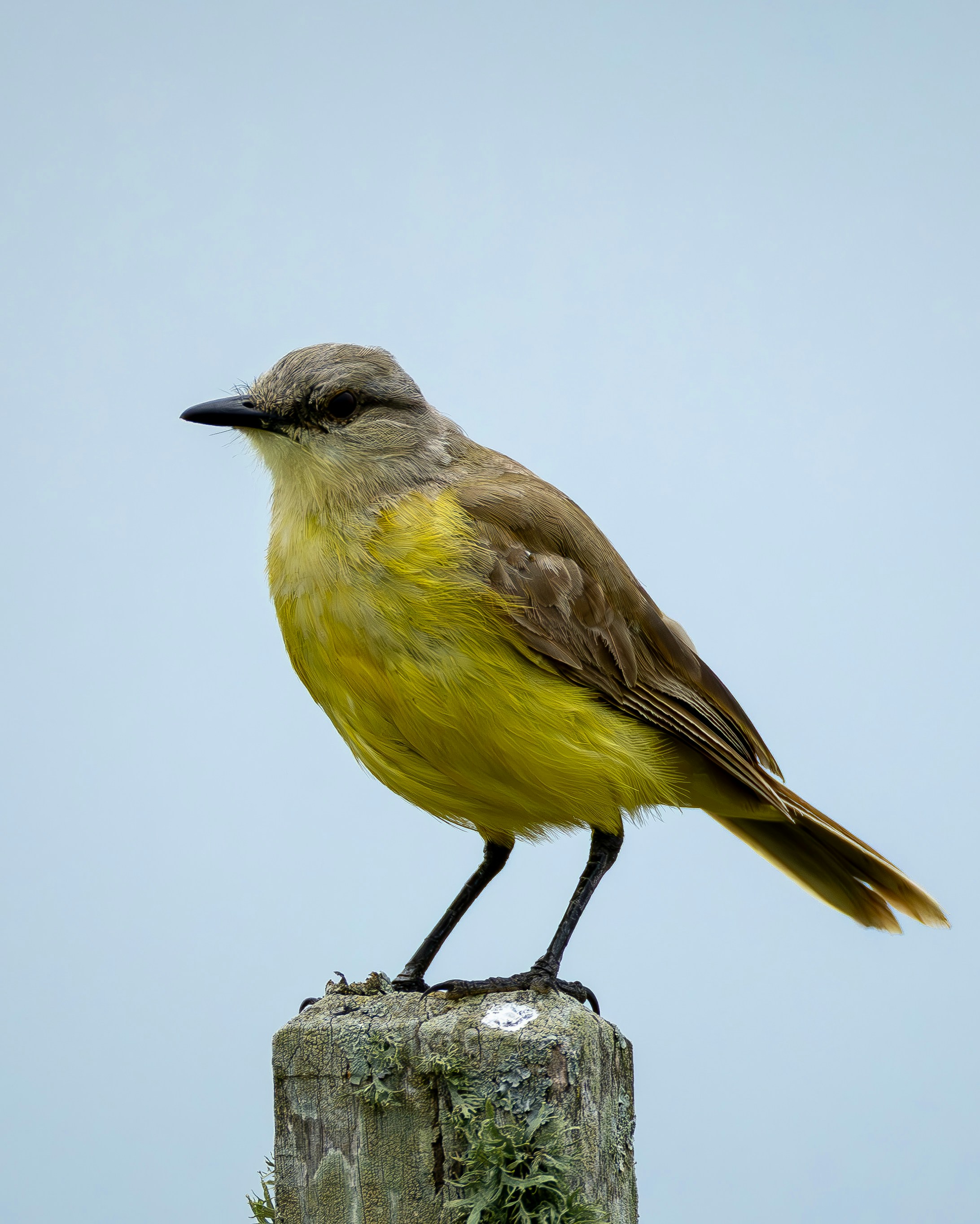Yellow-bellied Songbird Perched on Weathered Post