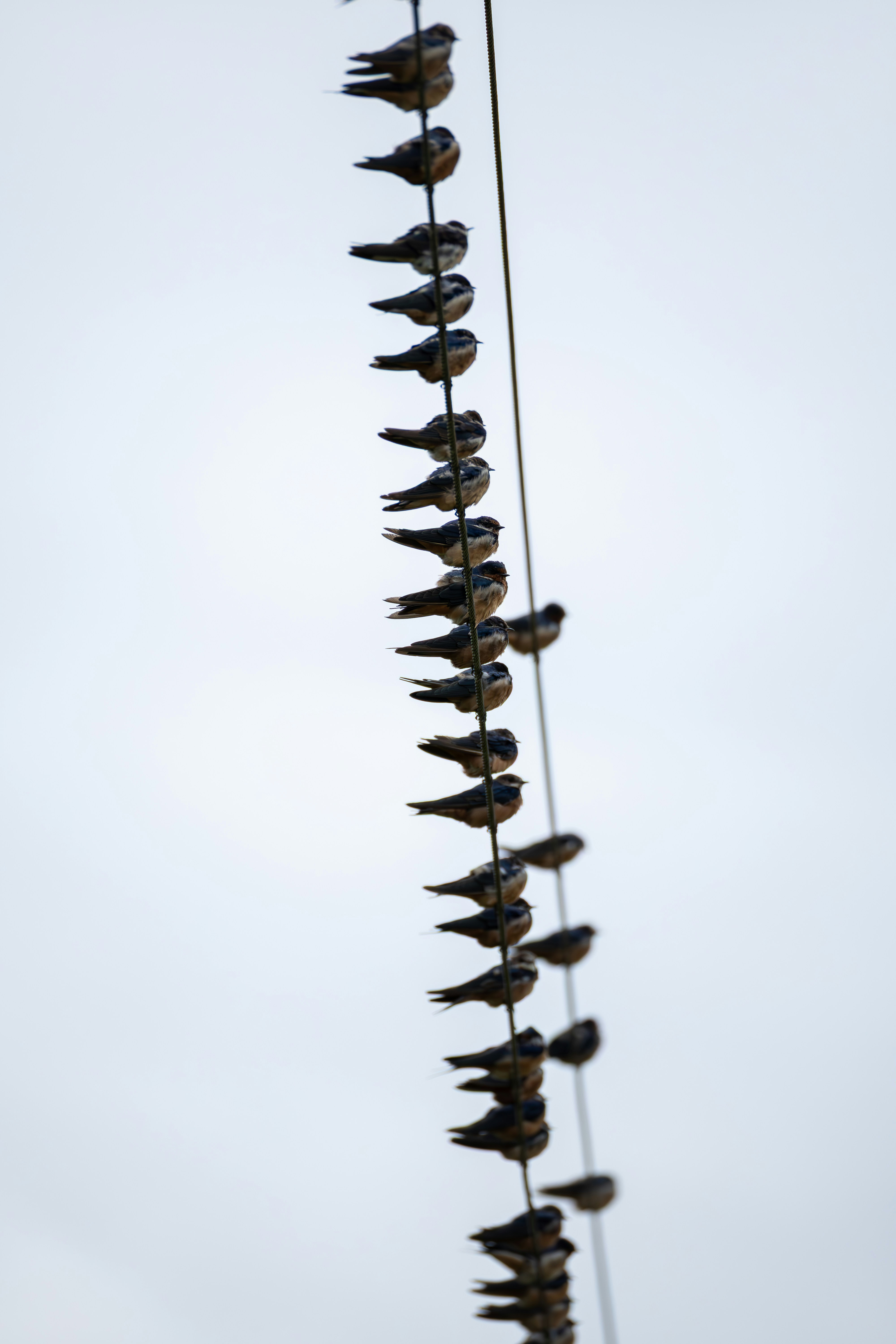 Vertical Chorus: A Line of Birds Along the Cable