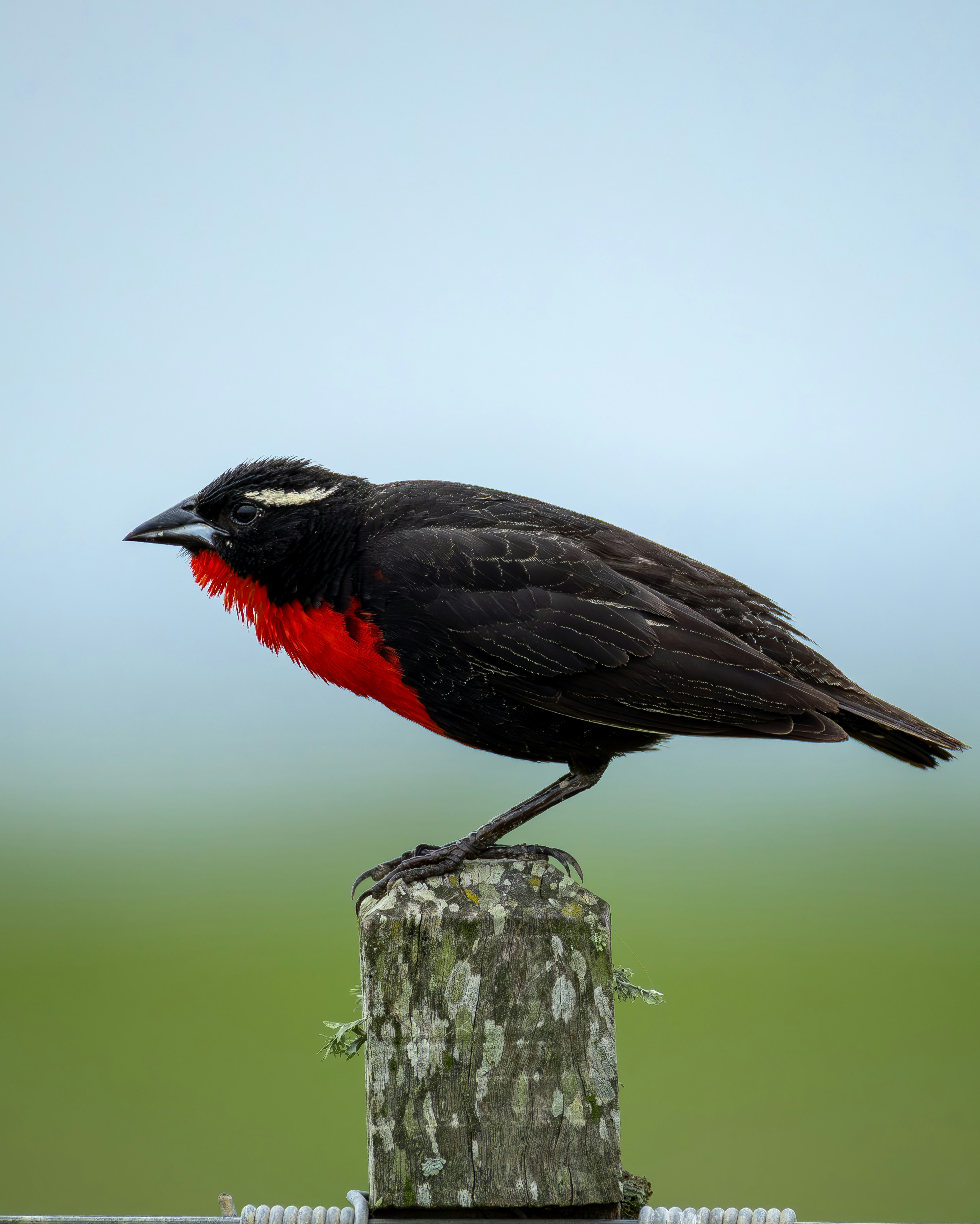 Red-breasted Thrush on Weathered Post Against Coastal Pastel