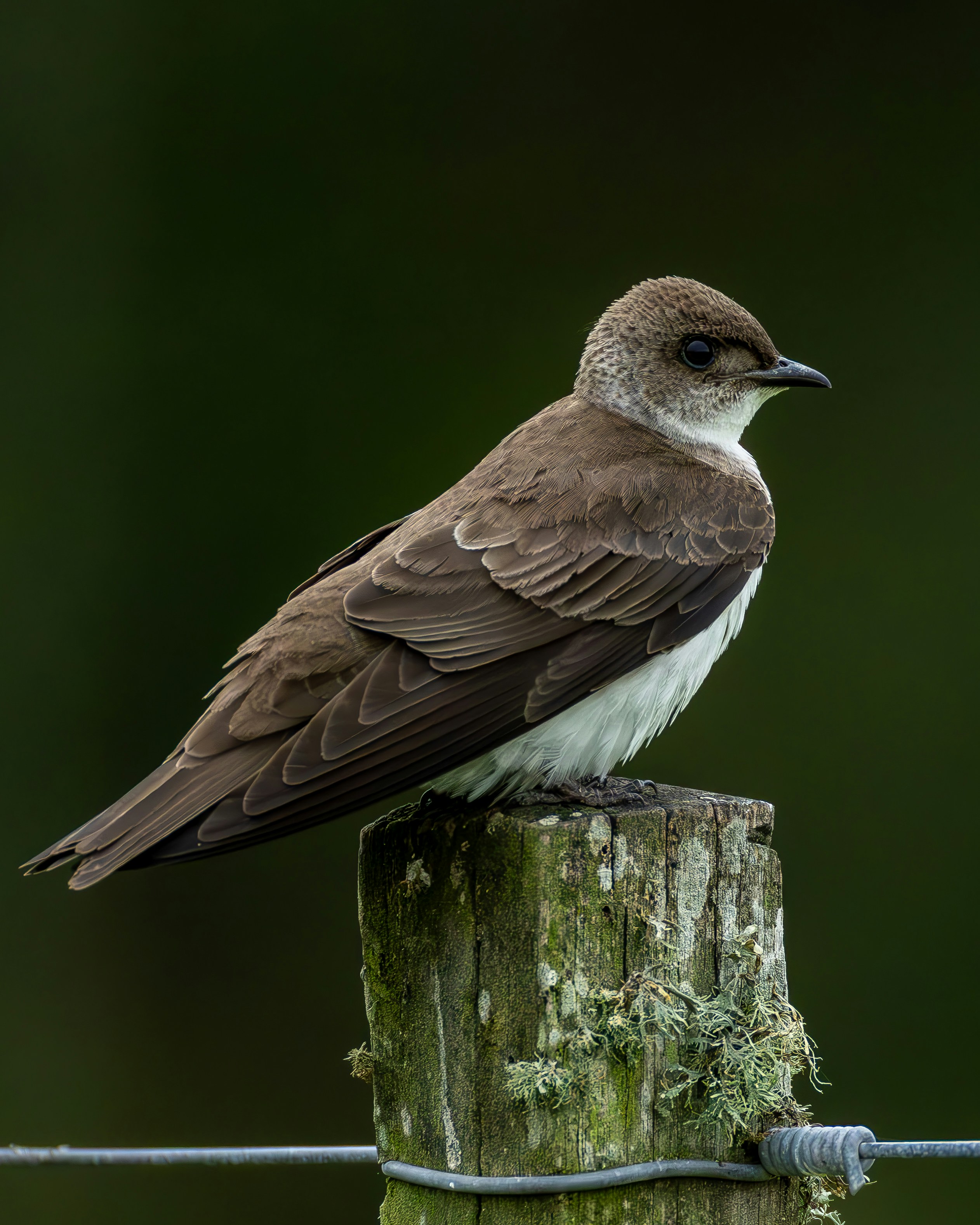 Perched Southern-Atlantic Flycatcher: a quiet gaze on weathered post