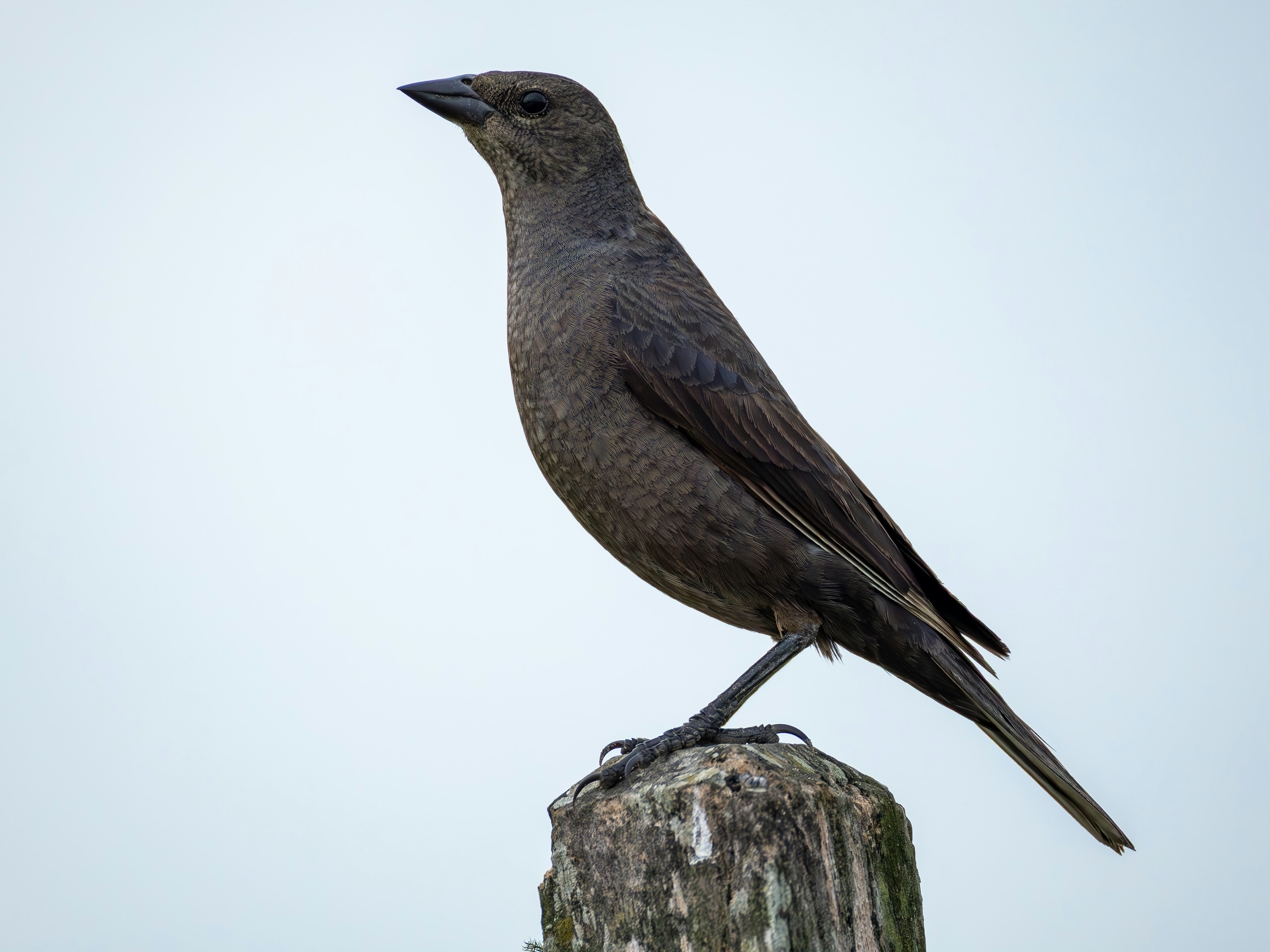 Perch at the Edge: A solitary Songbird Scans the Horizon