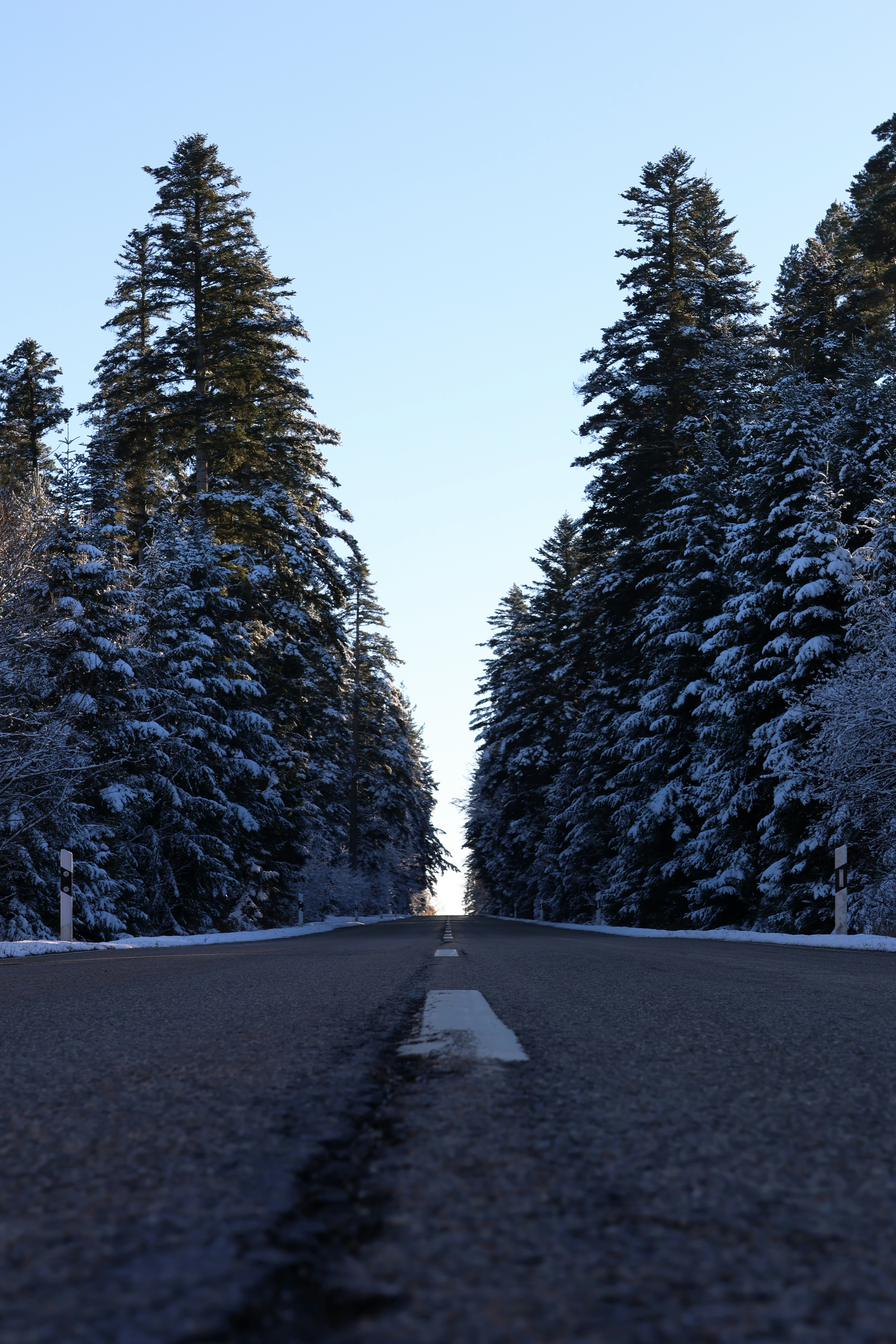 A Snow-Civen Road Between Velvet Pines