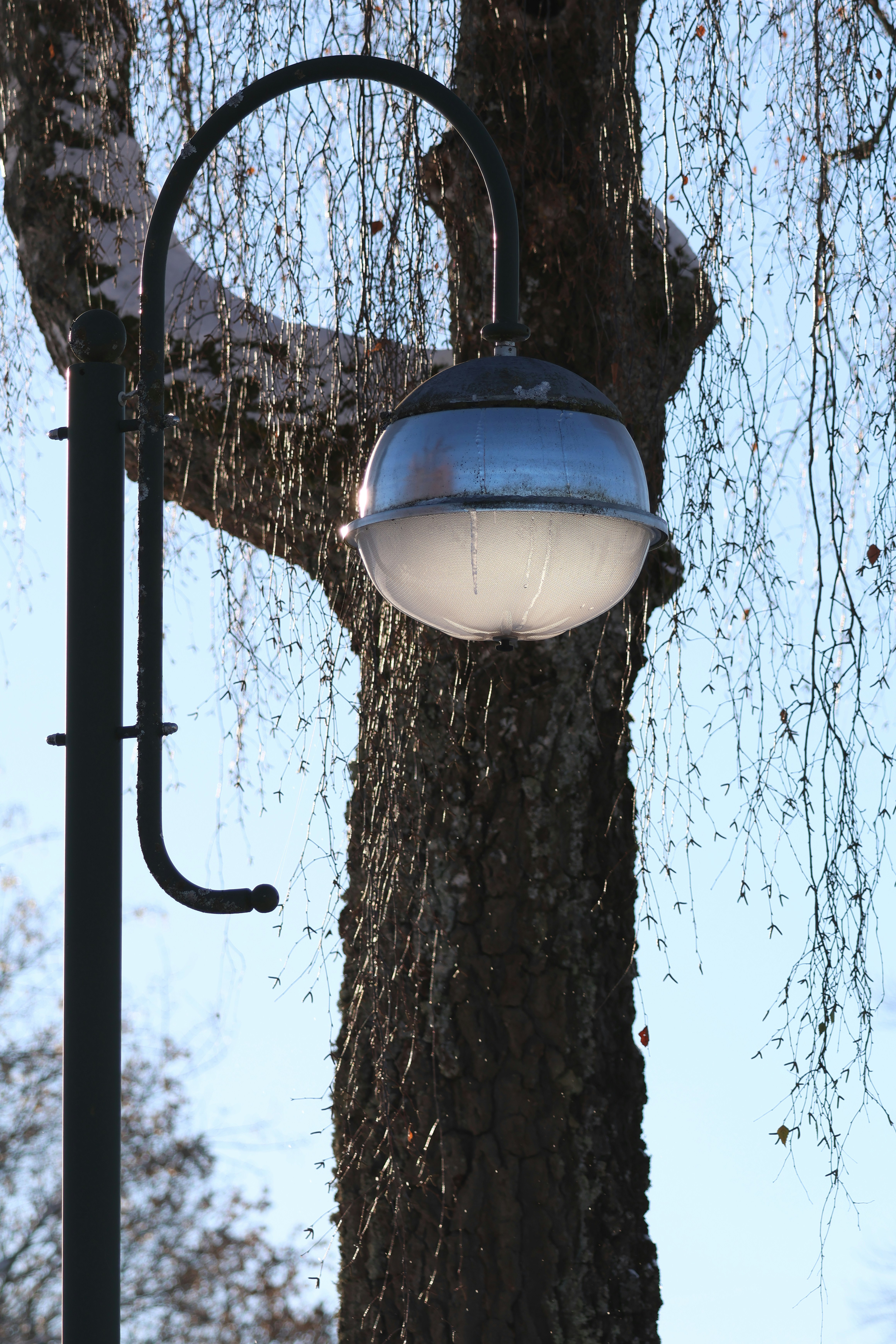 Hanging Lantern Framed by Weeping Branches