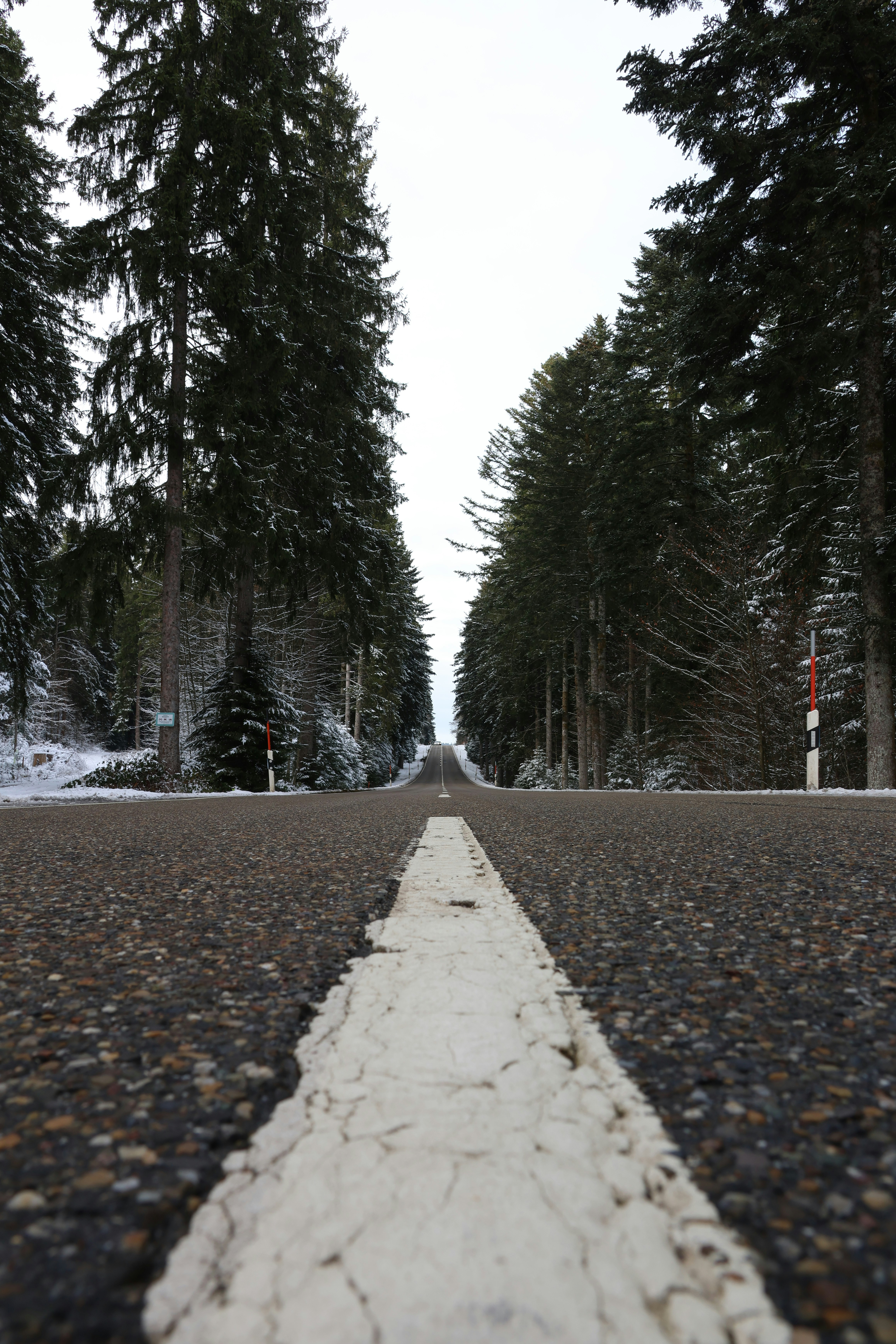 A Snow-Trimmed Road Through Silent Forests