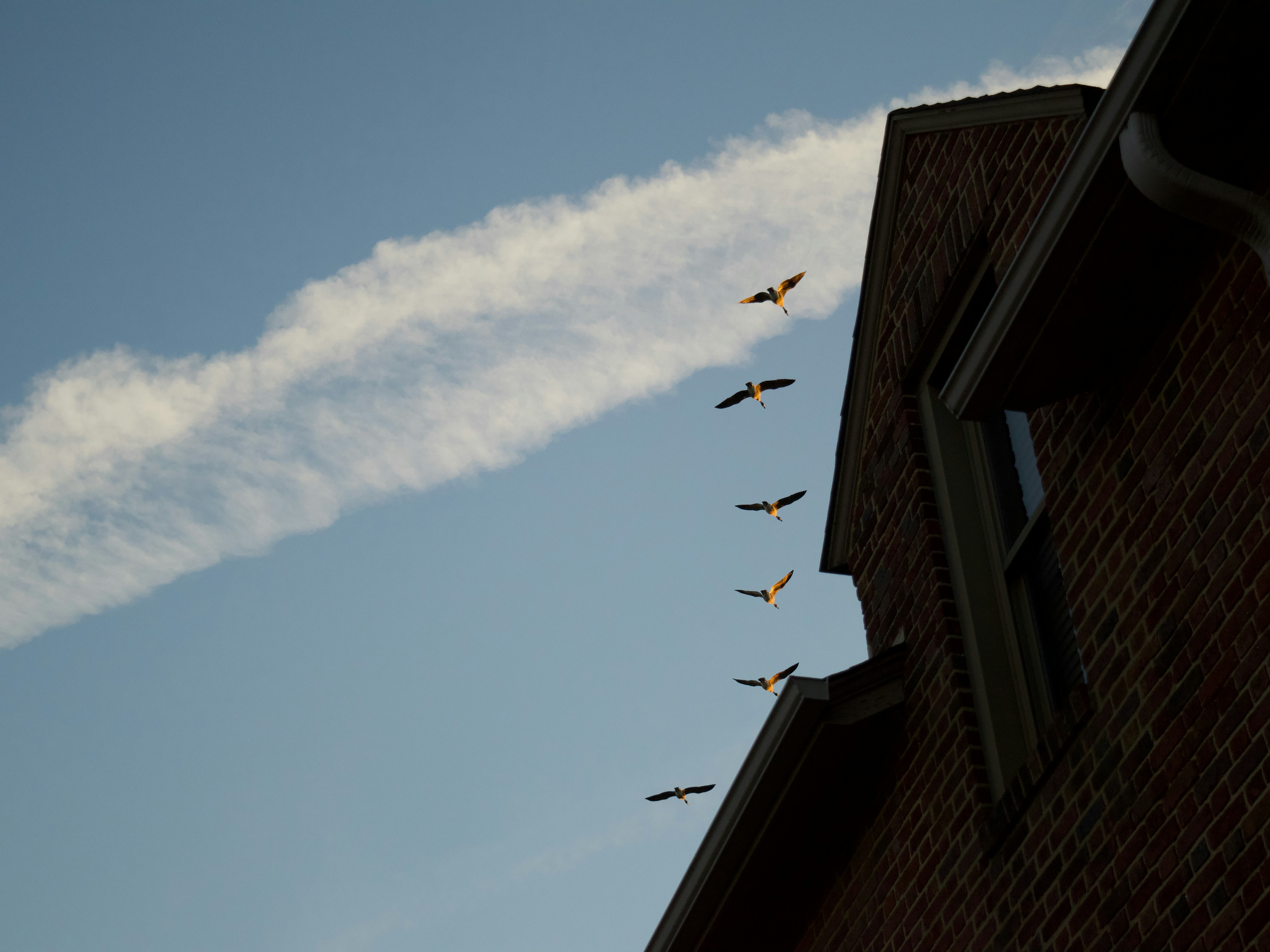 V-Formation over Brick Gables