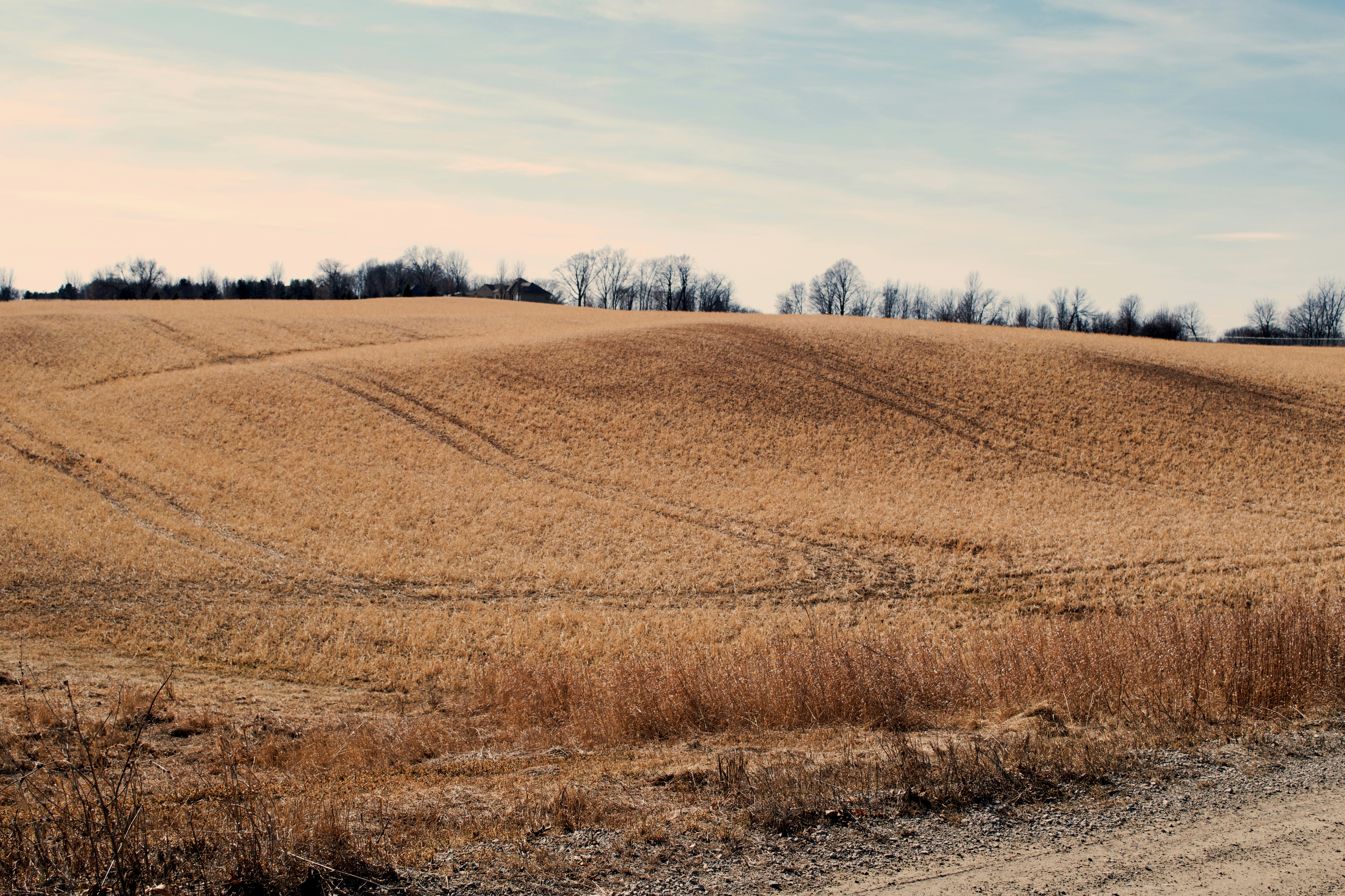 Golden Fields Under a Wide Blue Sky