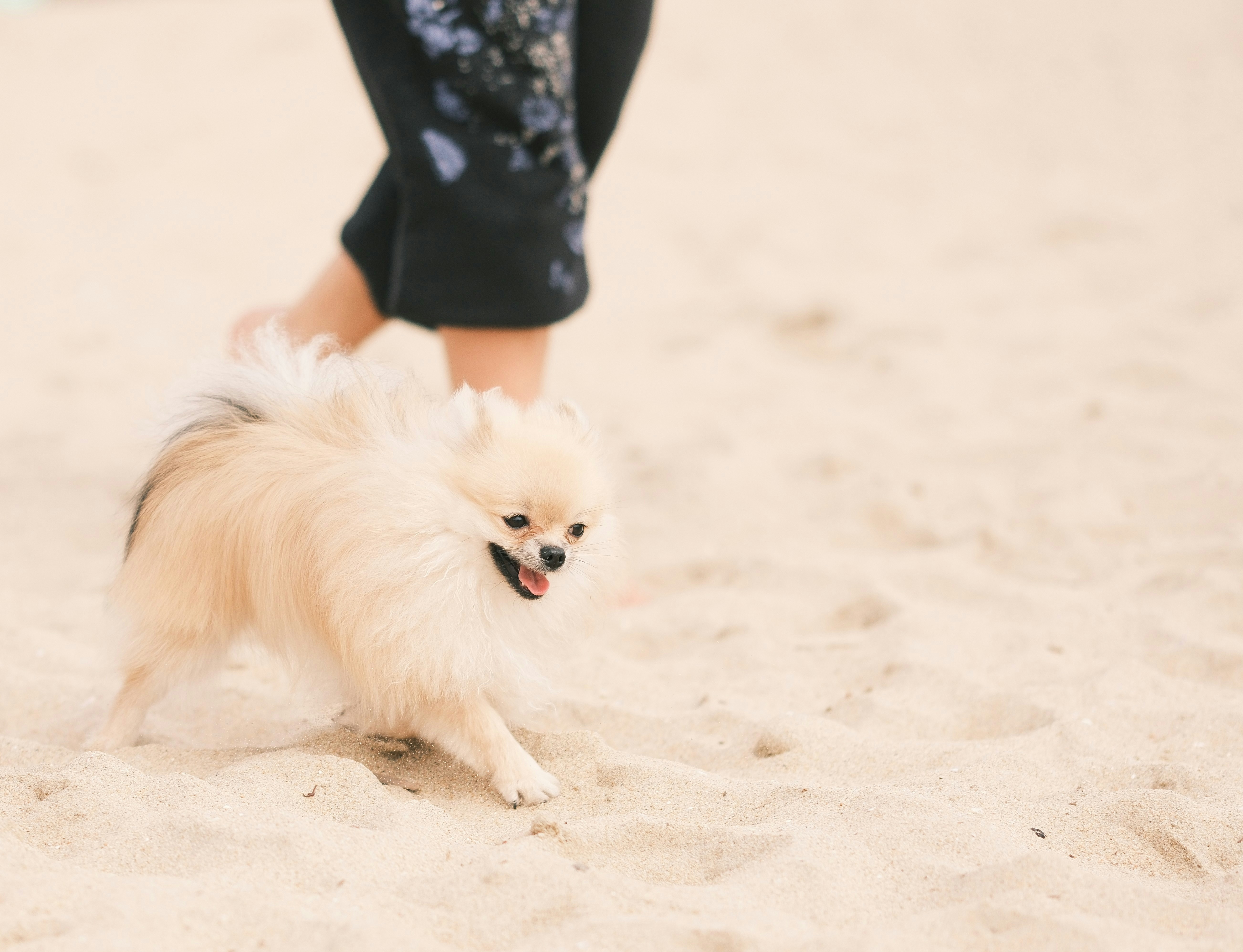 Happy Pomeranian on Sunlit Beach Walk
