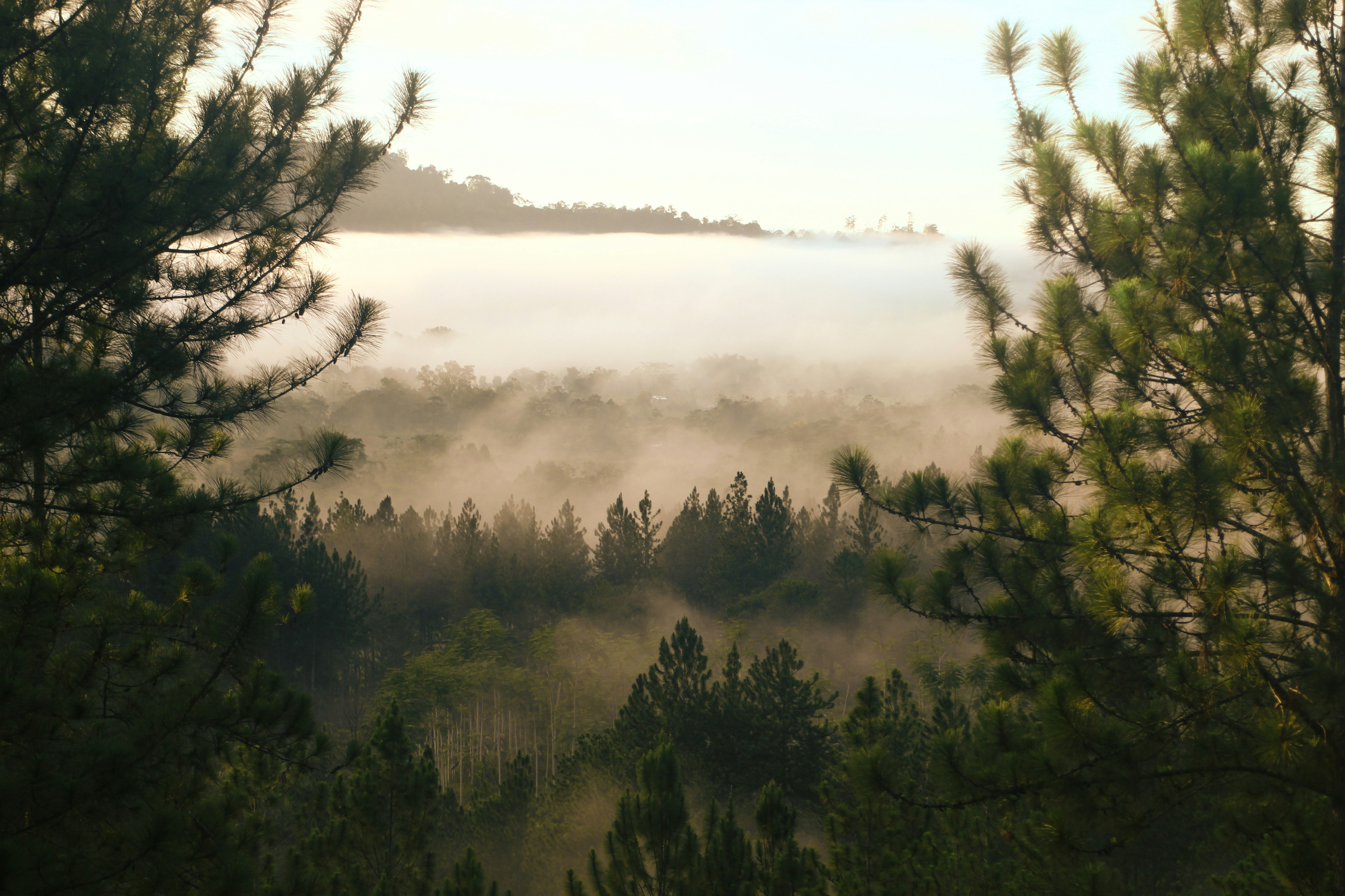 Mist-Quiet Ridge: Dawn Between Pines