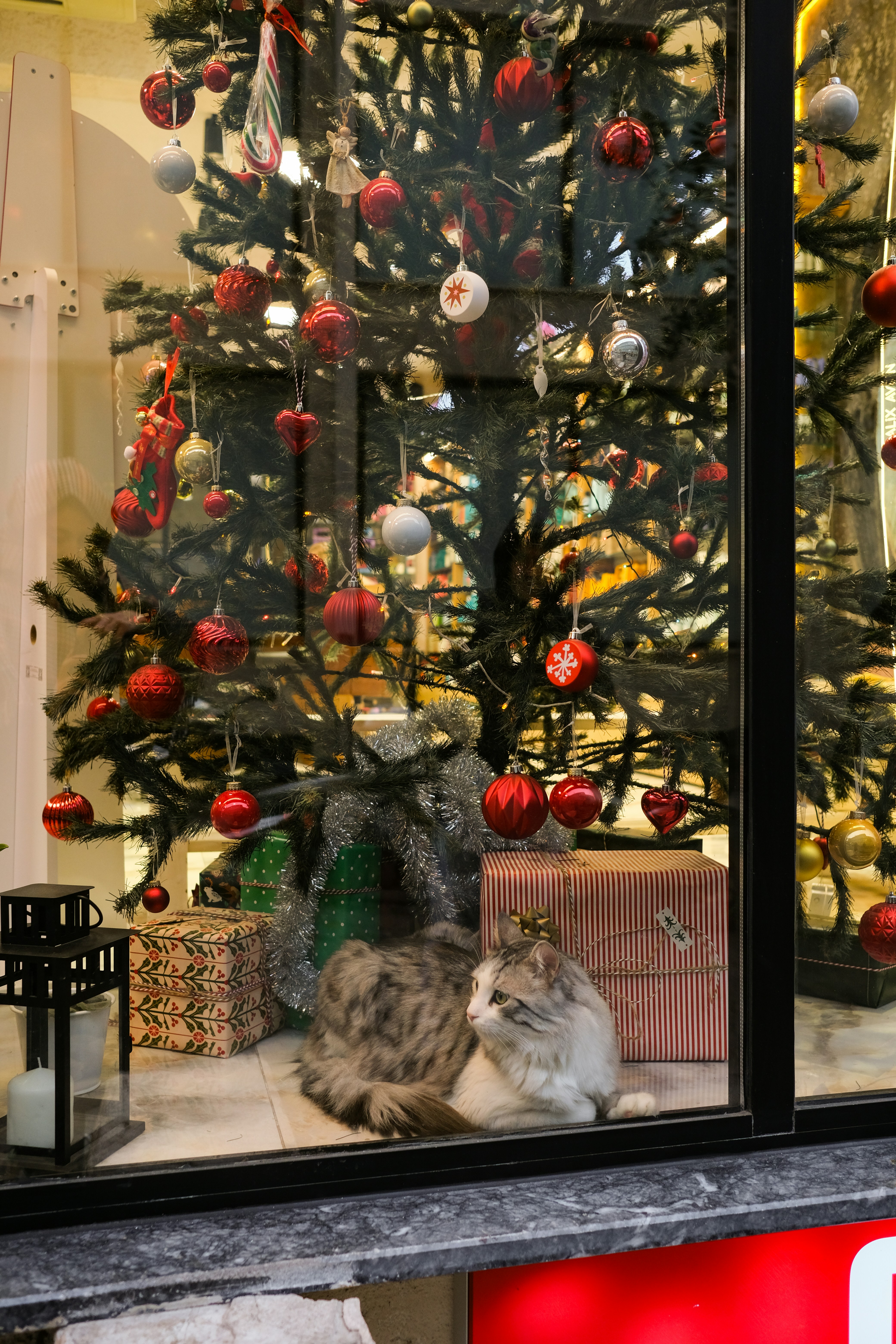 Cat Napping Beneath a Festive Tree