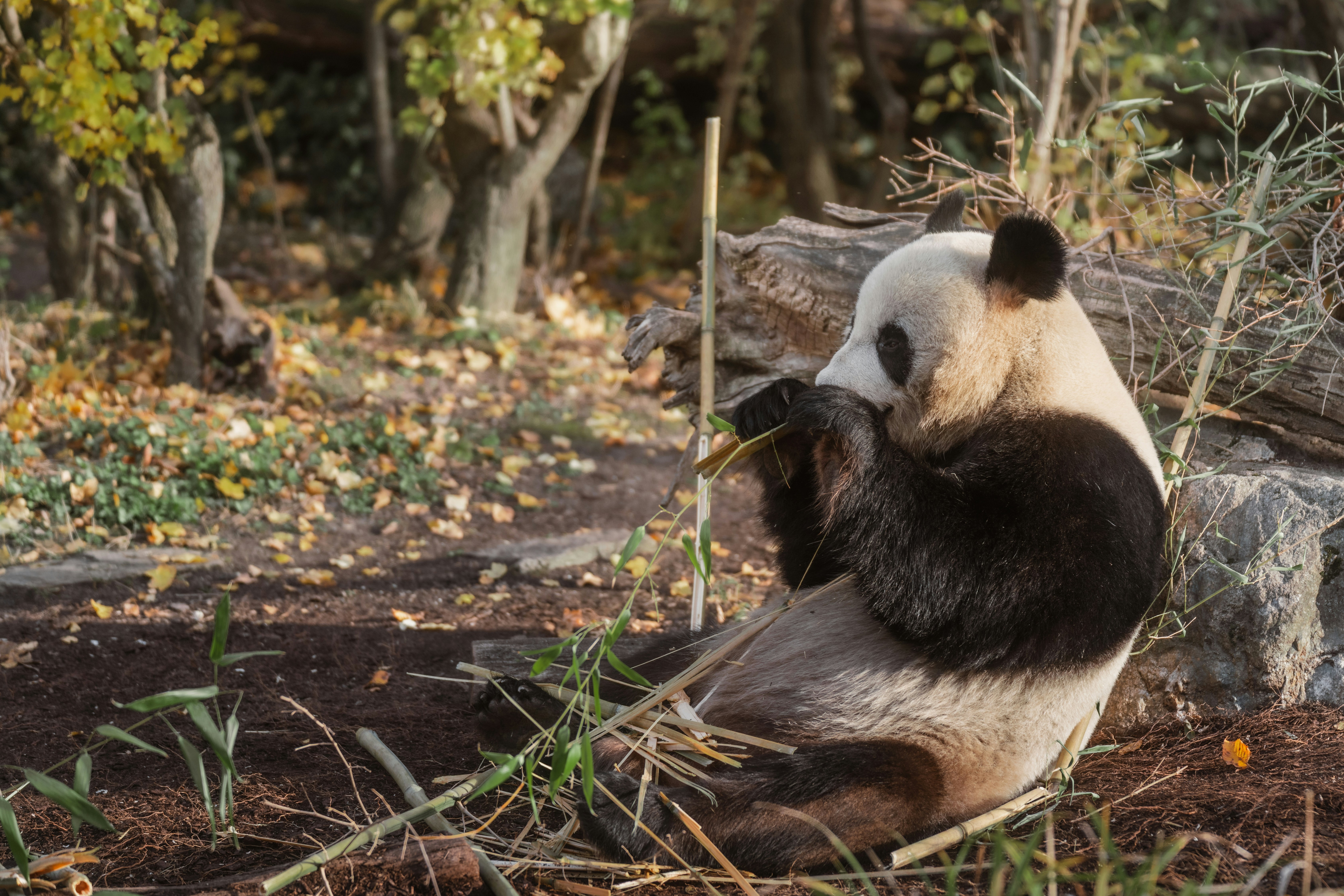 Paused in Solitude: A panda savoring bamboo in dappled park light
