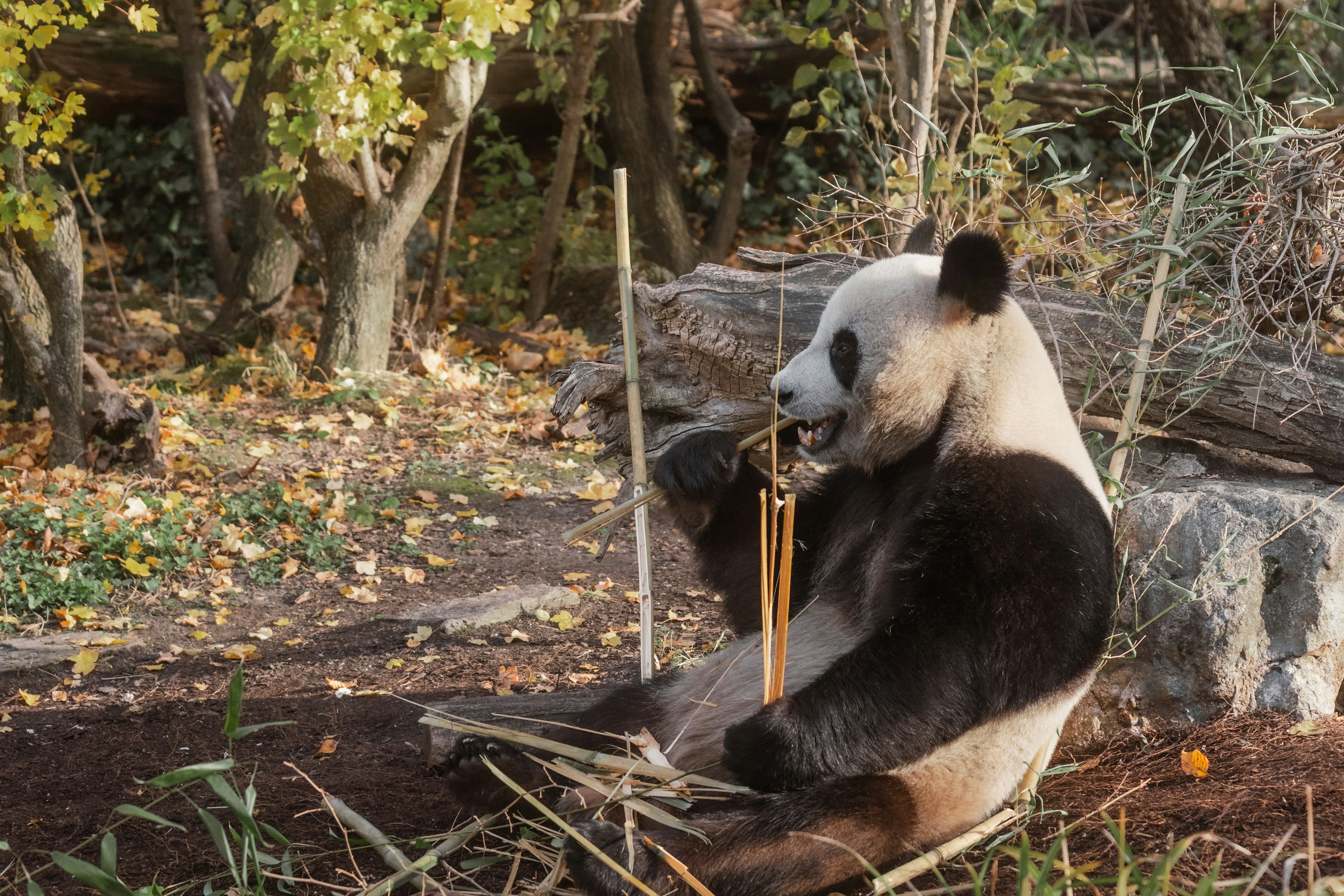 A panda sits and eats bamboo in a forest. photo – Free Forest Image on ...