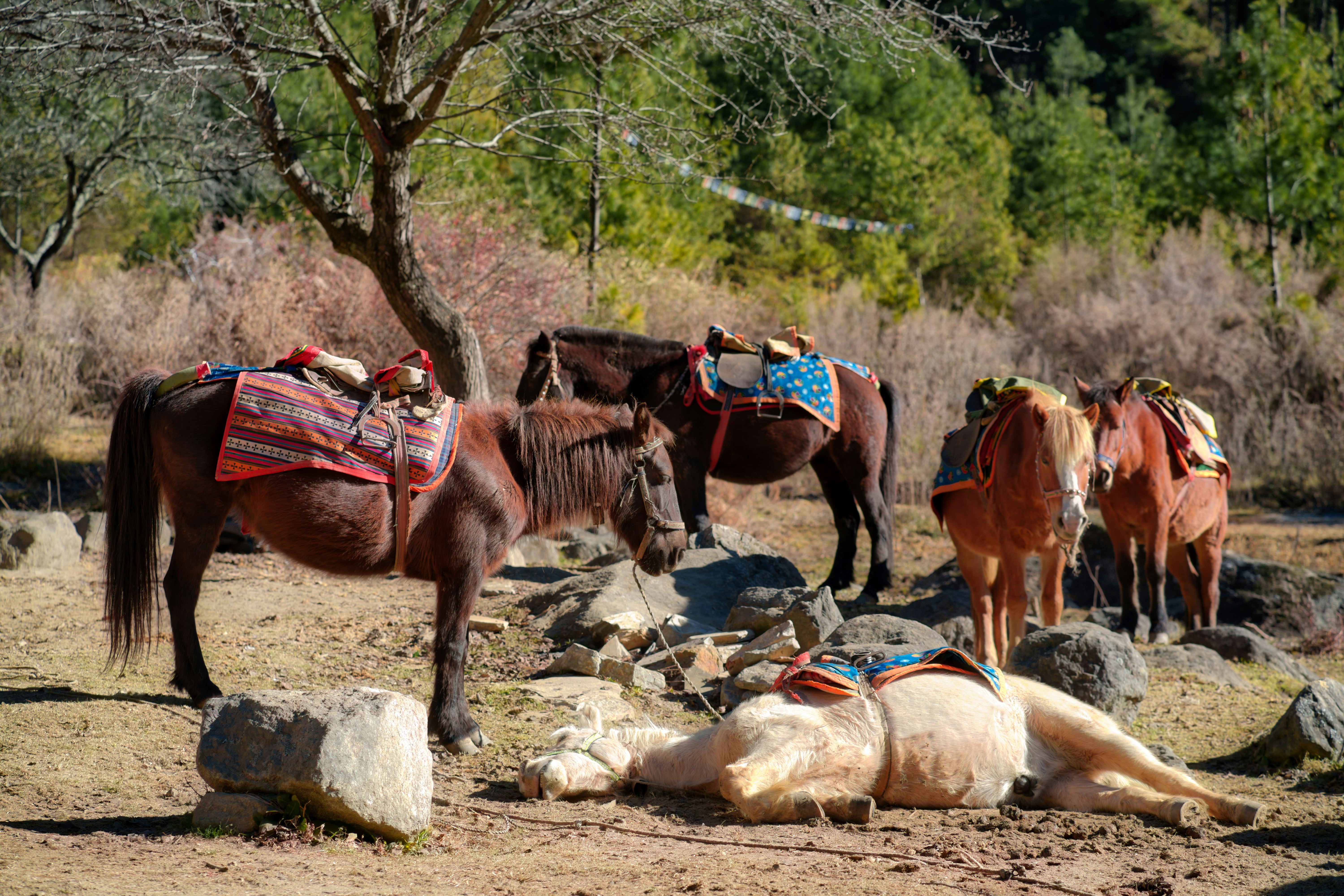 Horses Rest in a Sunlit Pen with a Fallen Comrade