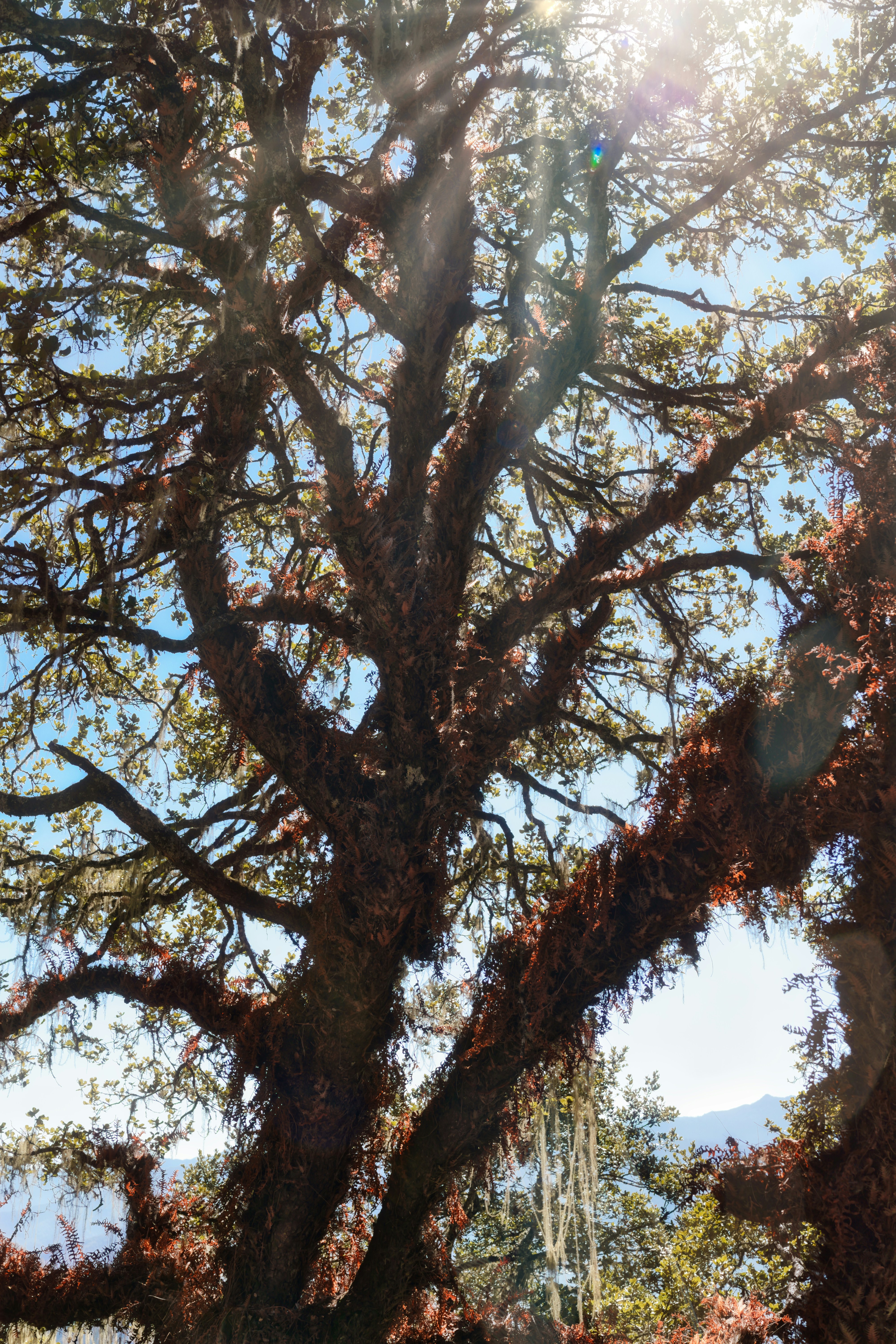 Sunlit Ancient Branches: A Cathedral of Bark and Light
