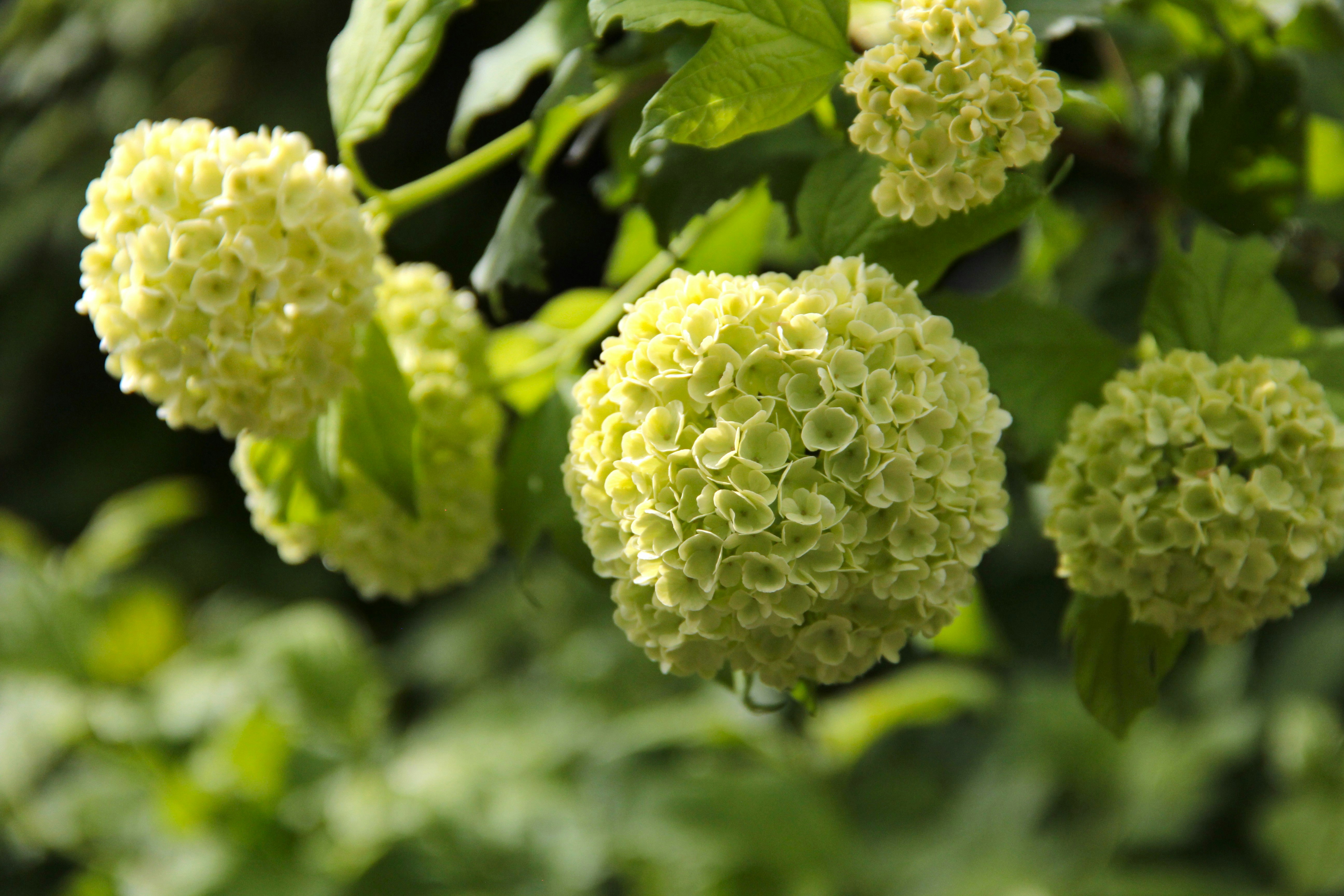 Soft Hydrangea Orbs in Sunlit Garden