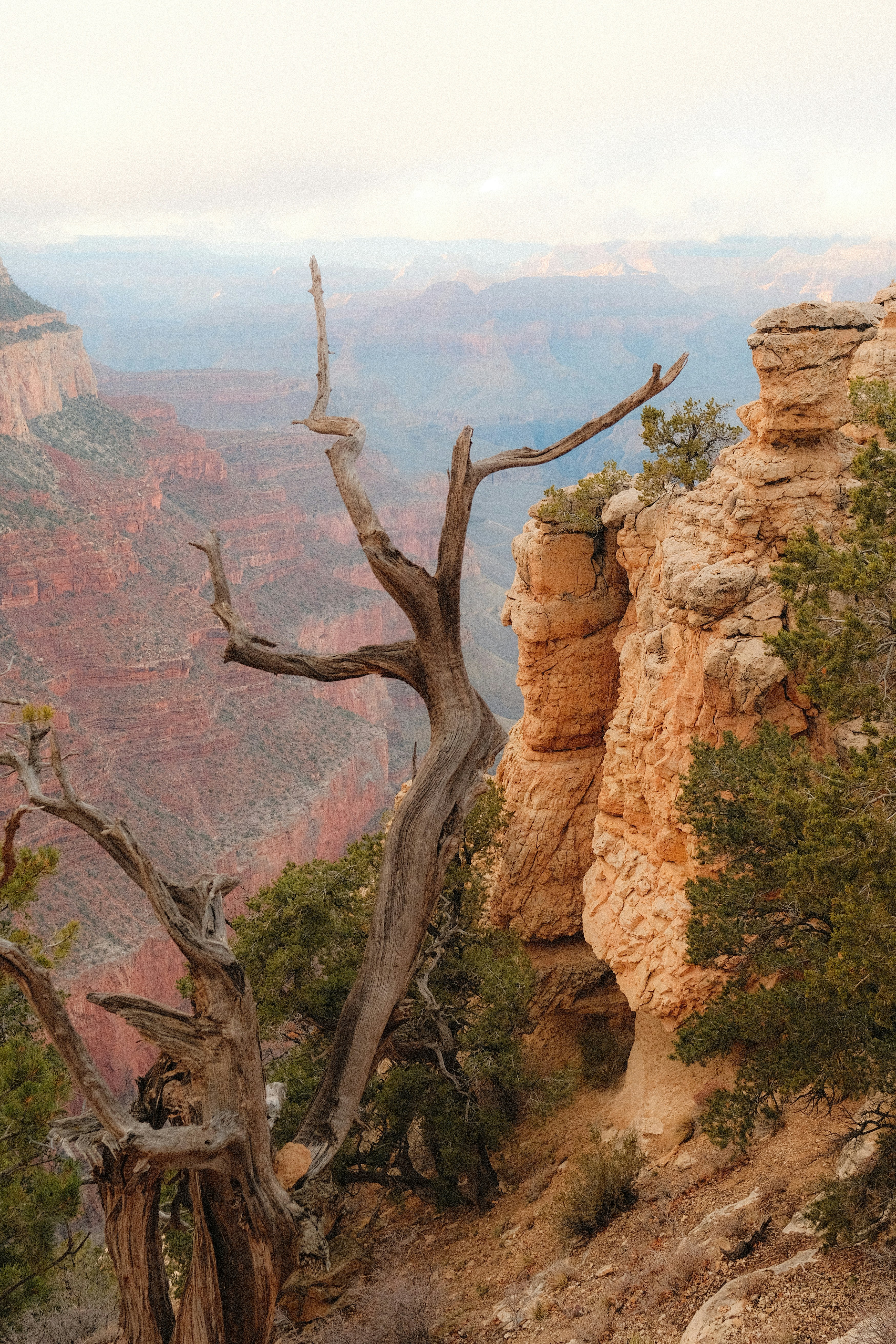 Weathered sentinels above the canyon: a weathered tree clinging to the edge