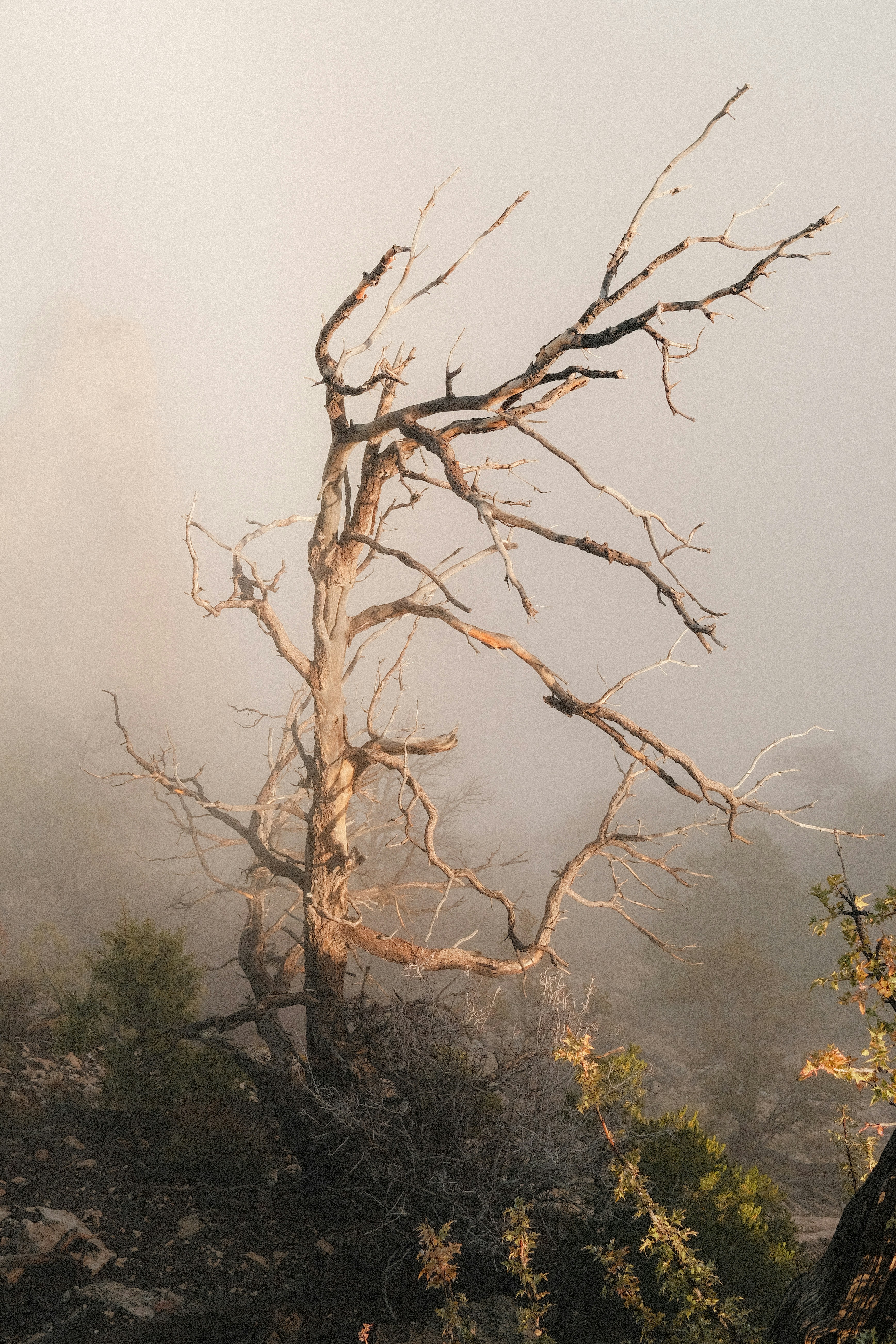 A solitary dead tree stands in misty fog. photo – Free Resilience Image ...