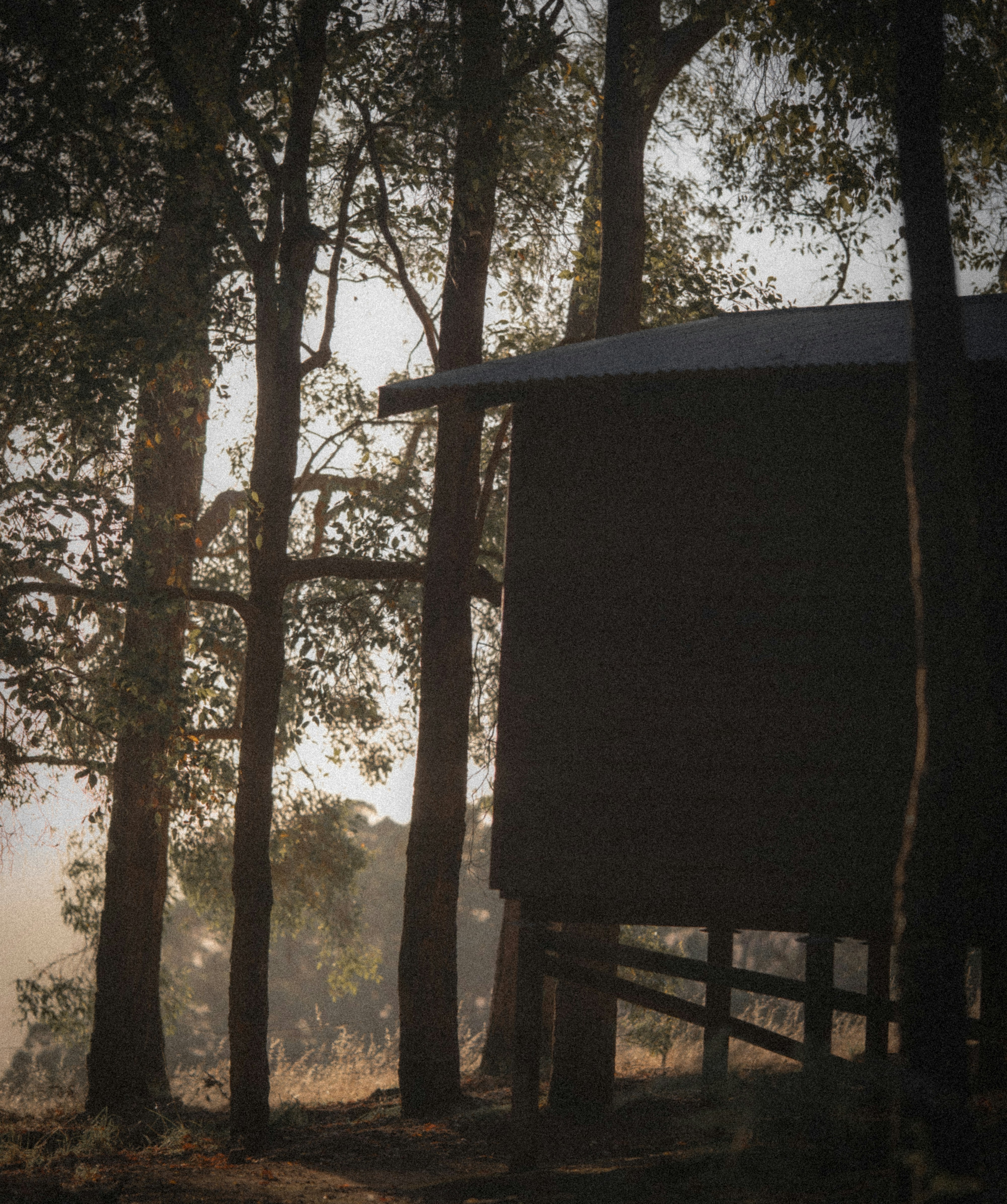 Quiet Cabin on Stilts Amid Dawn Mist