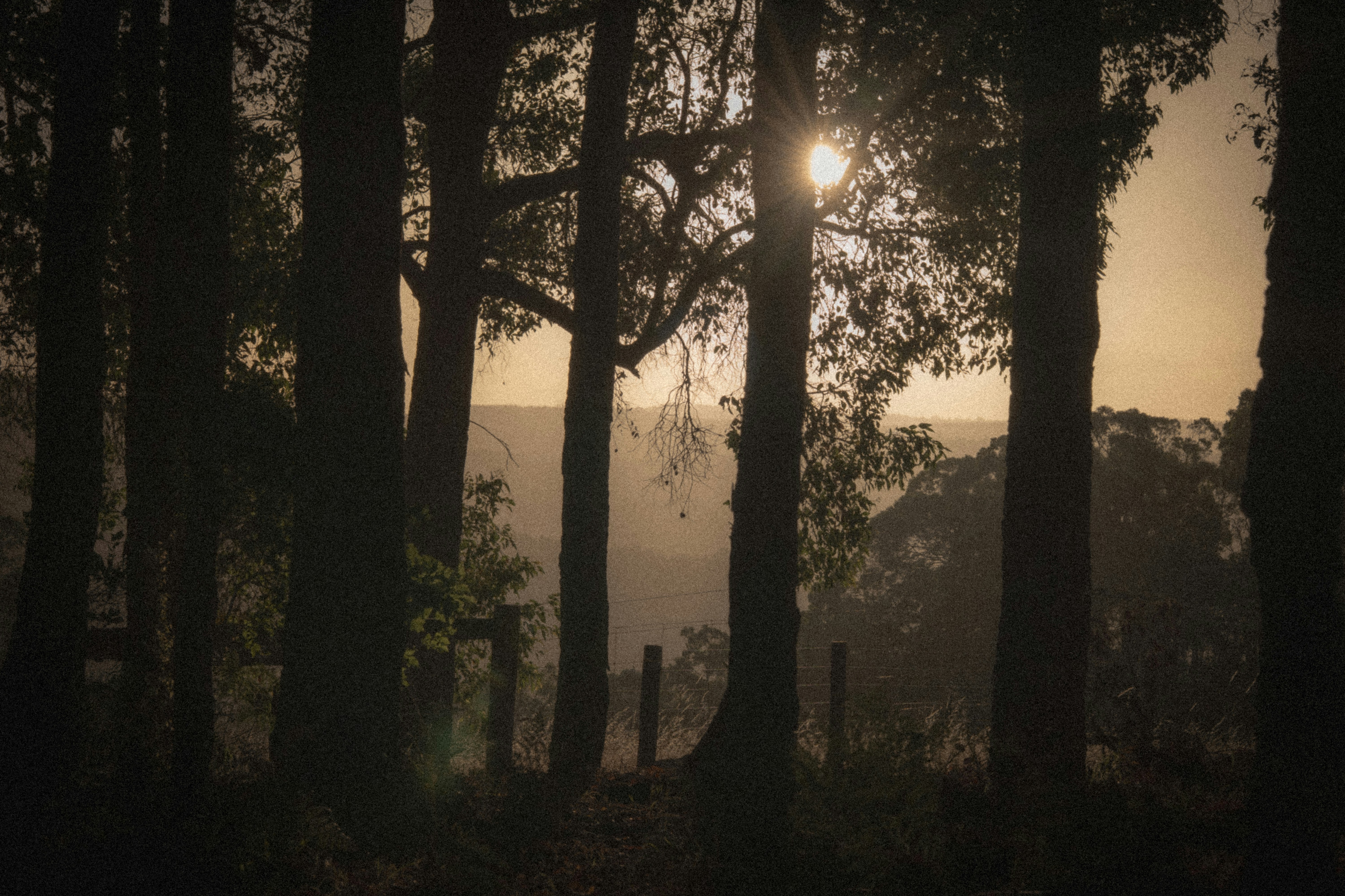 Dawn Through the Pines: Sunlit Veil in a Quiet Forest
