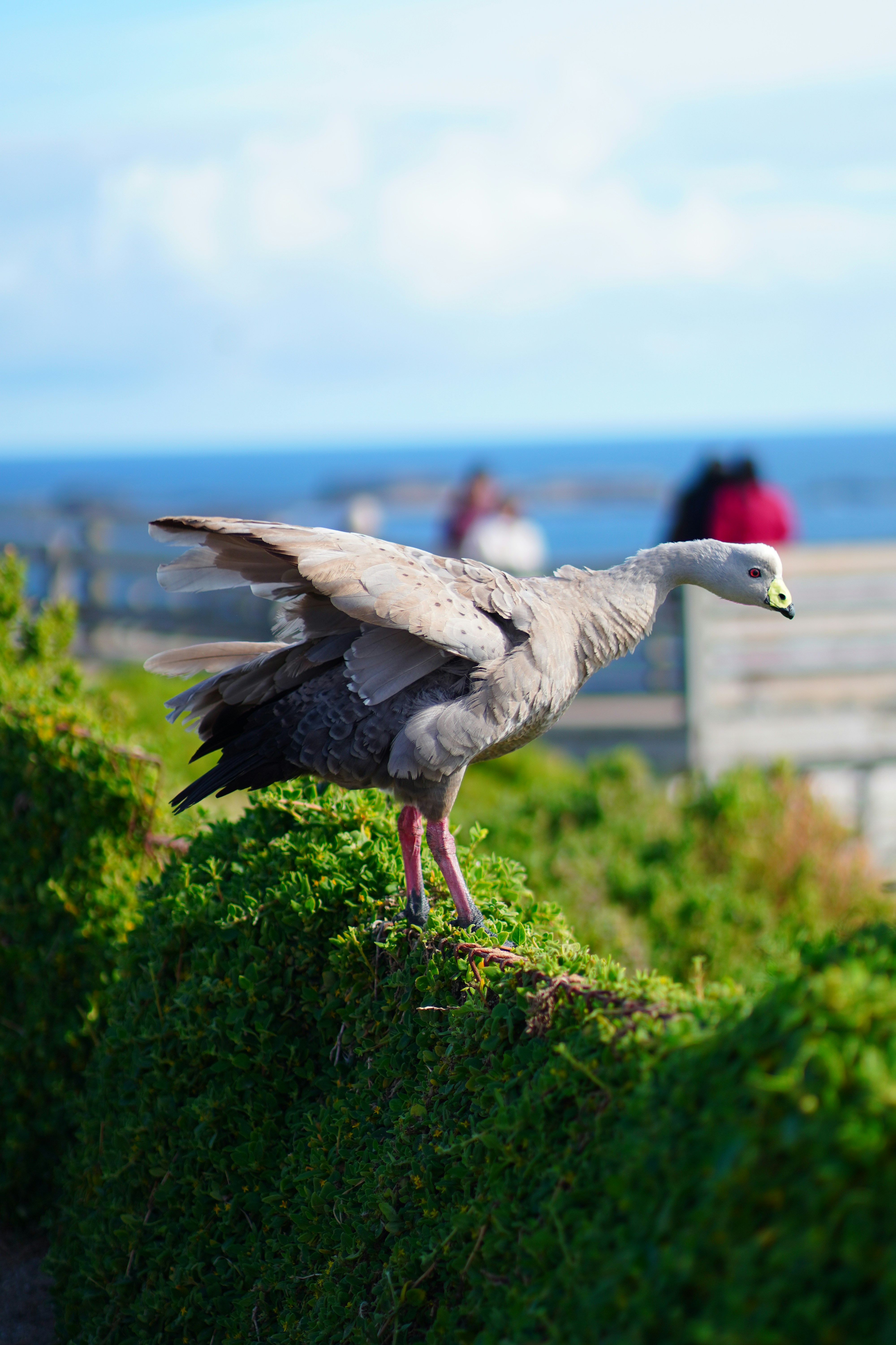 Seabird Standstill: A gull poised above a green hedge by the seaside
