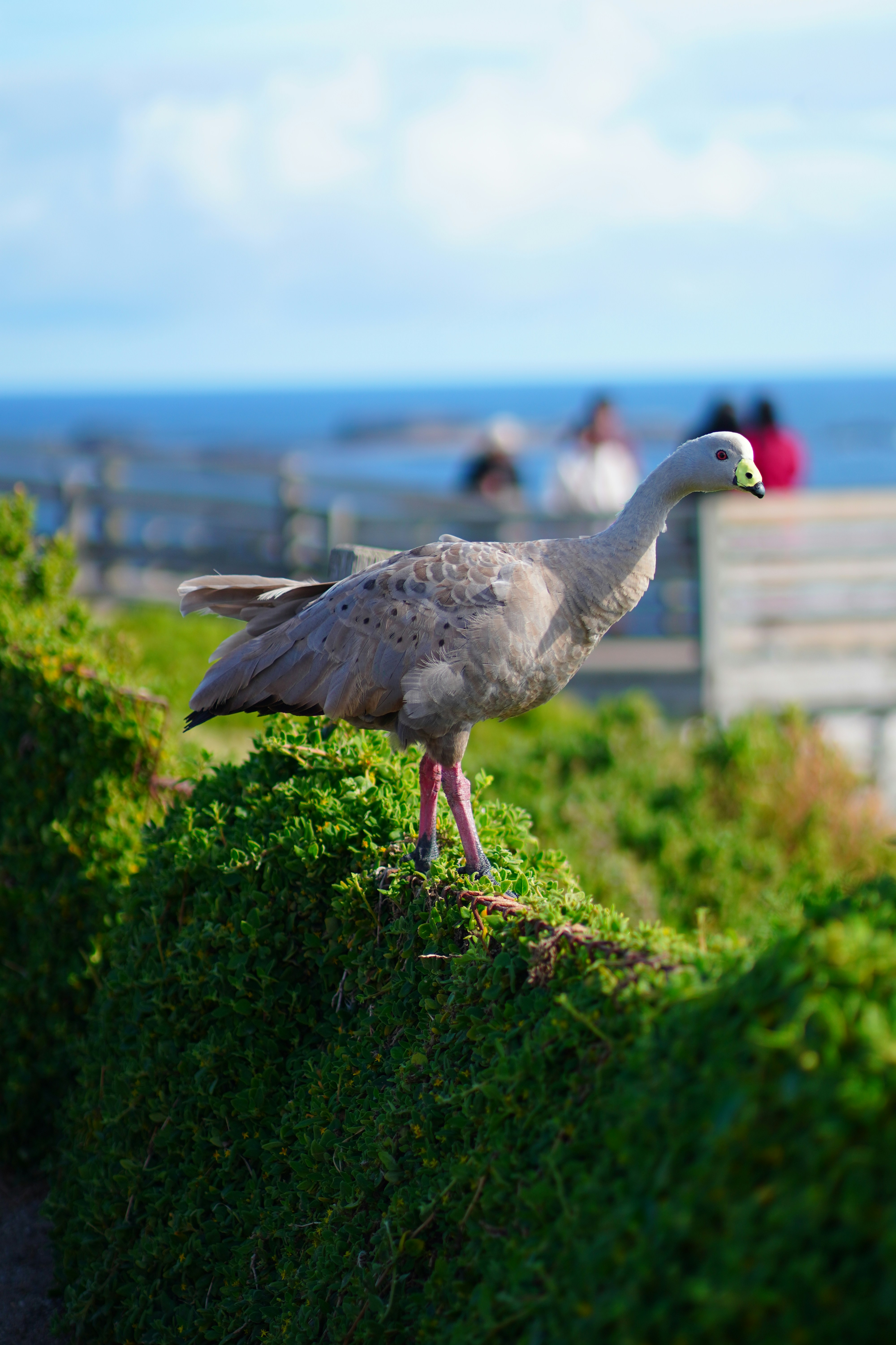 Coastal Gull Perch: A Quiet Moment Above the Hedge
