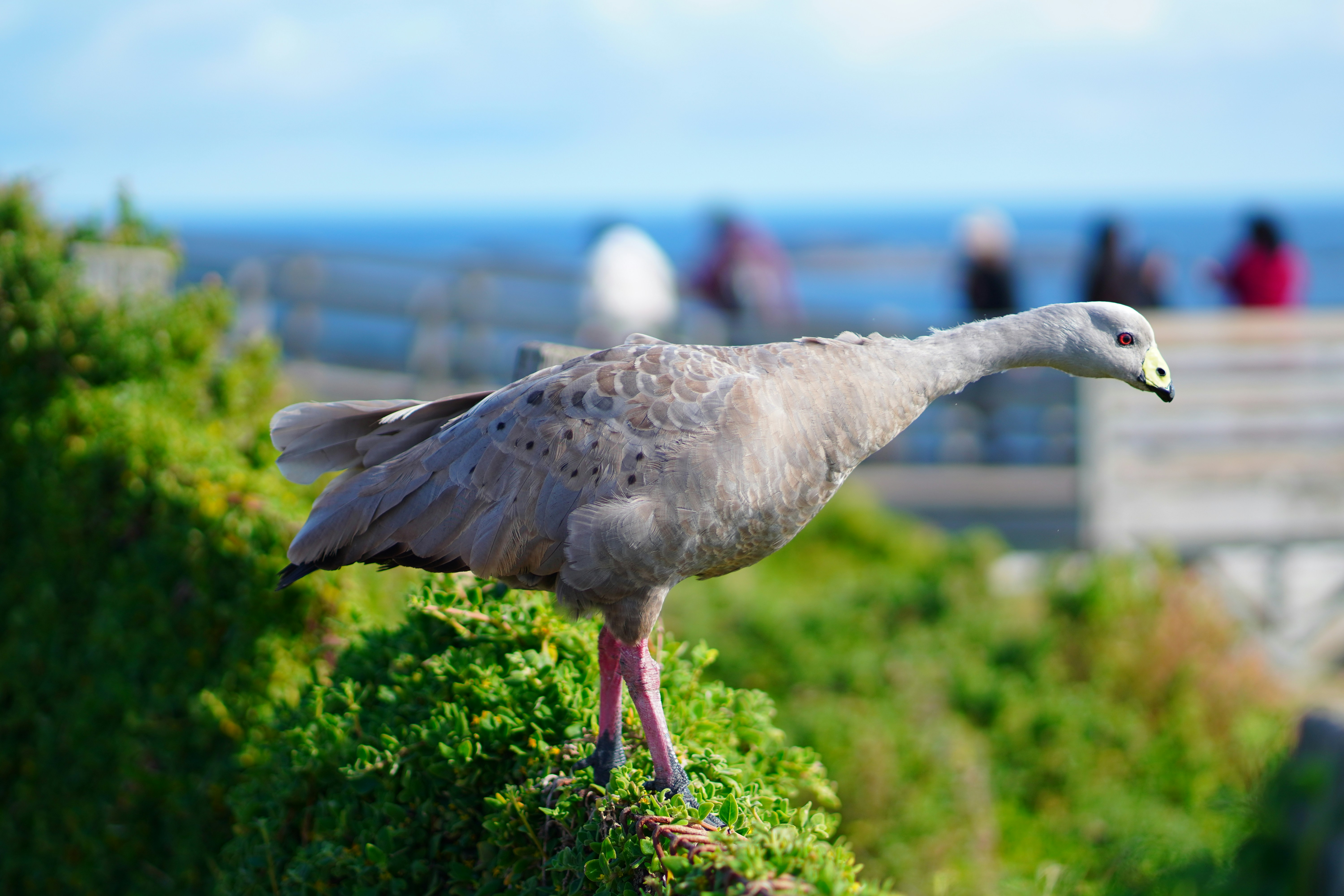 A gray goose stands on a green bush overlooking ocean. photo – Free ...