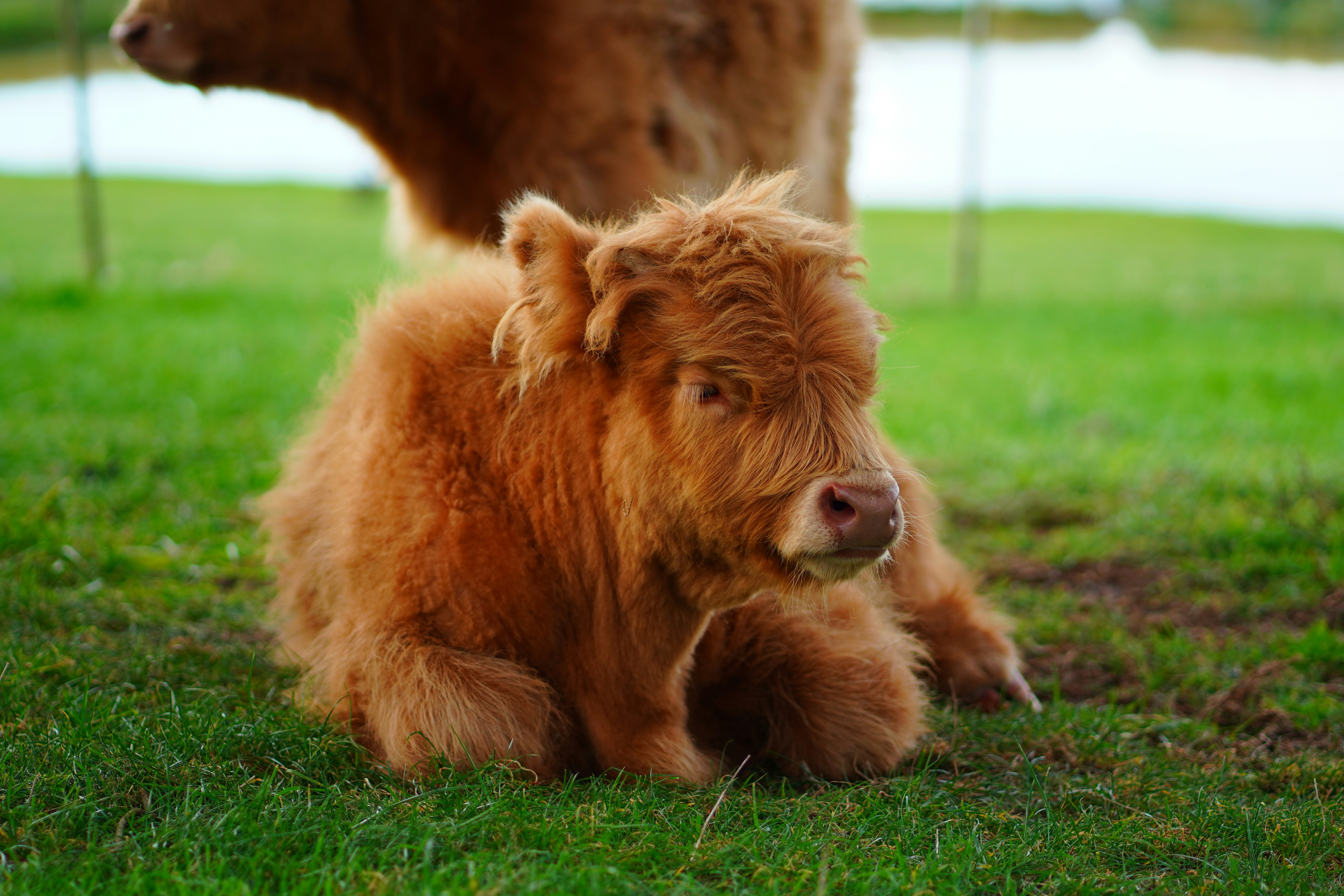 Crowned by Fuzzy Ruffs: A Calf-like Highlander in the Grass