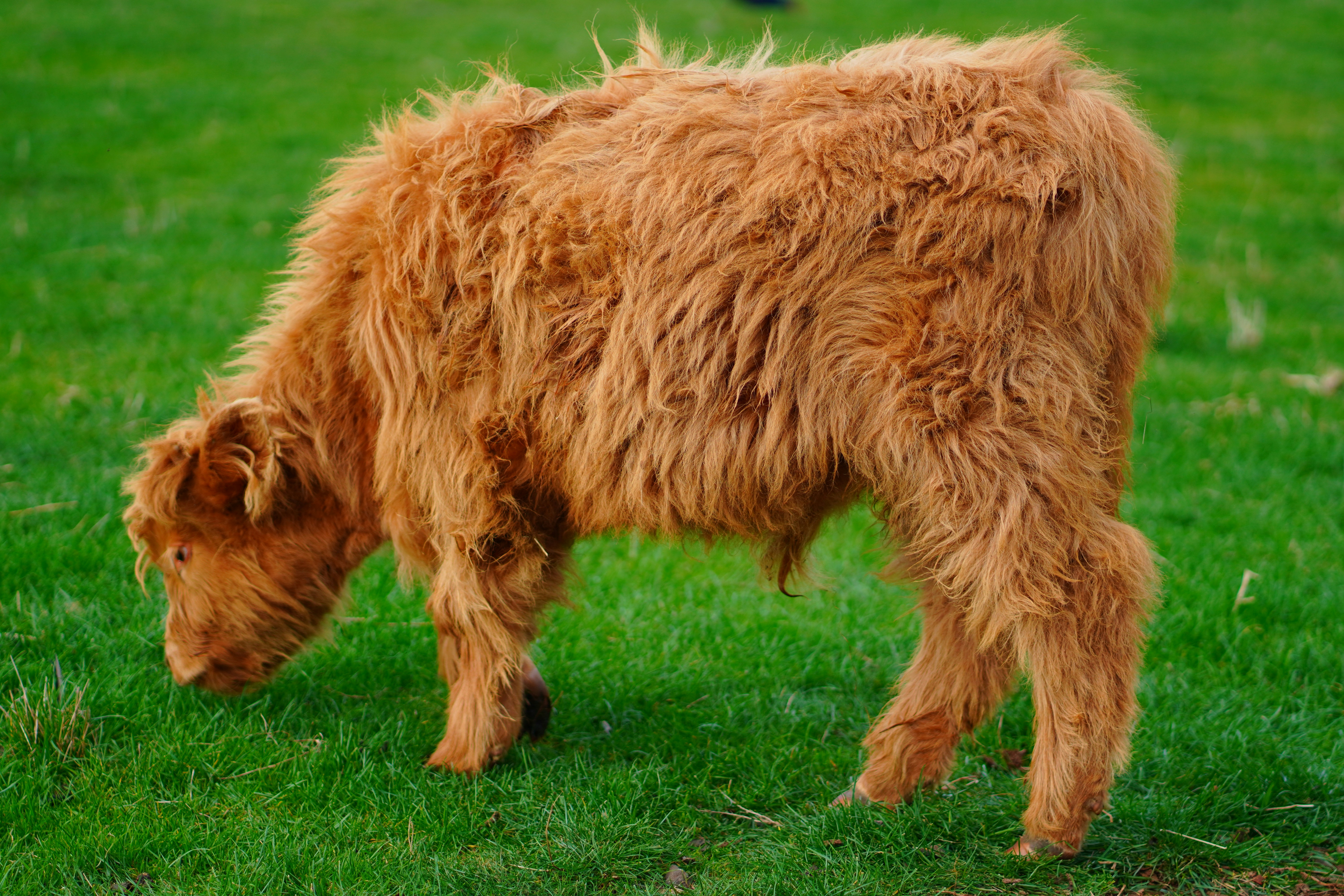 Feeding Fronds: A Highland Herdsman’s Sheepish Moments