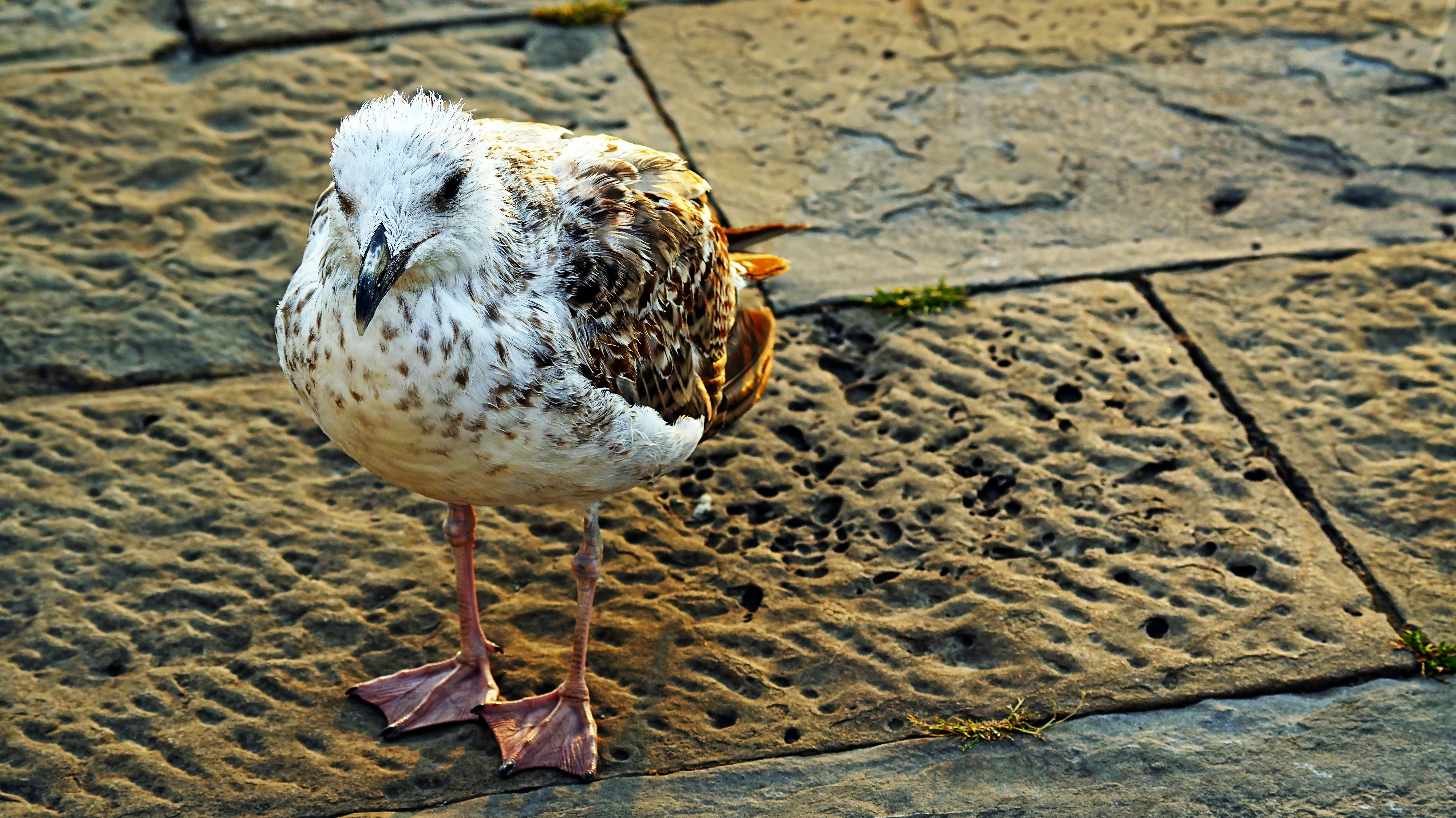 Weathered Gull on Sunlit Cobblestones