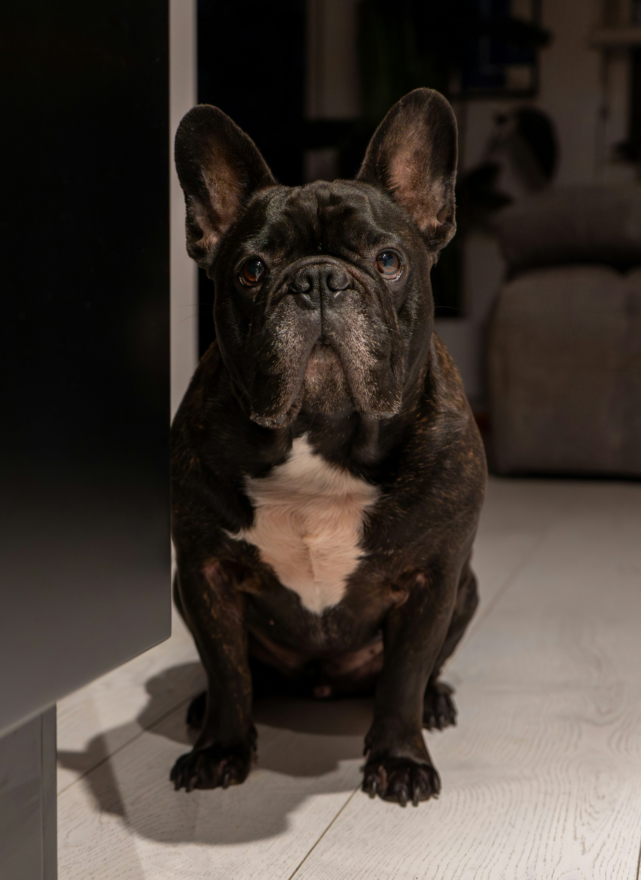 Staring Down the Hall: A French Bulldog in Quiet Focus