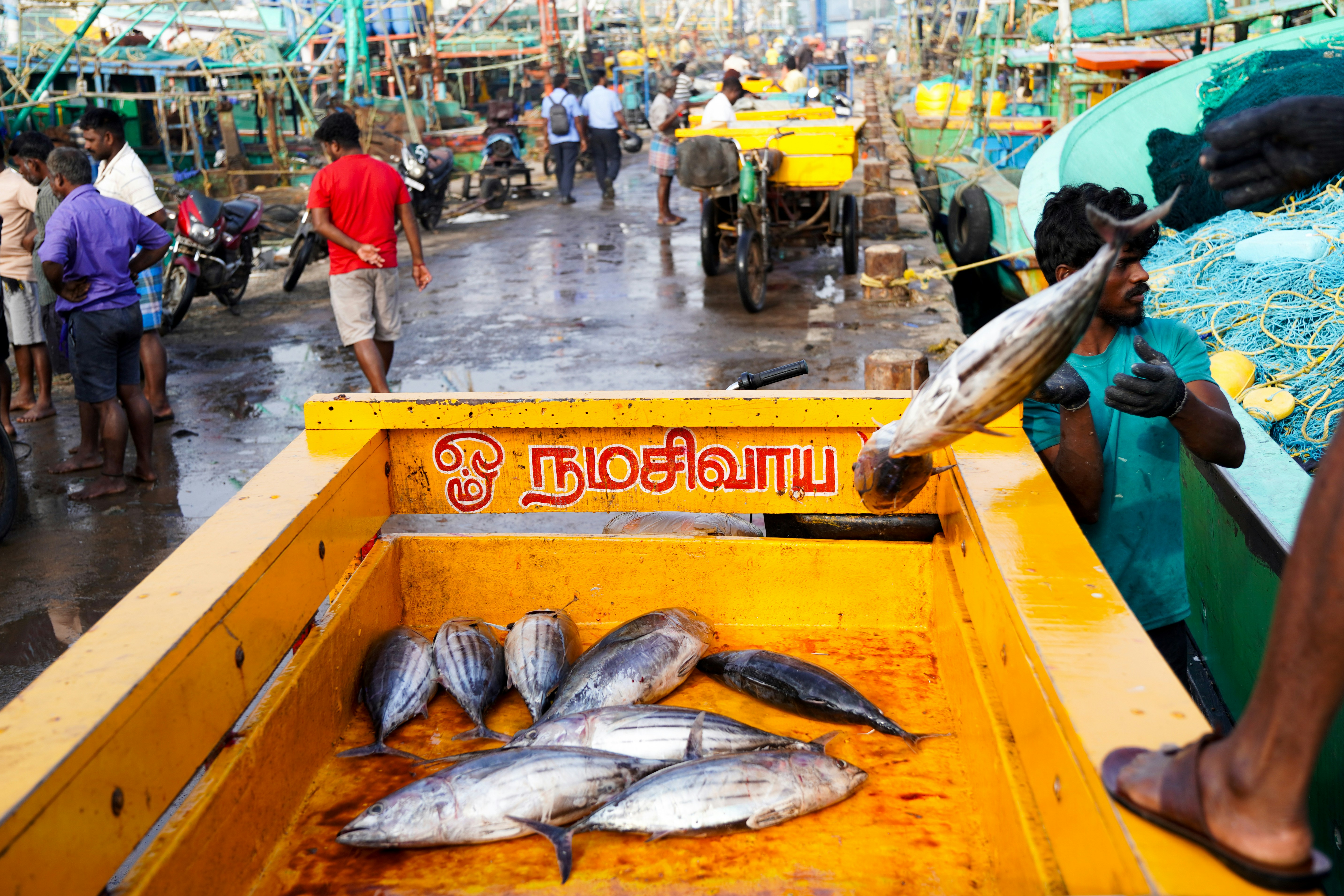 Fishermen unloading fresh fish at a market. photo – Free Travel Image ...