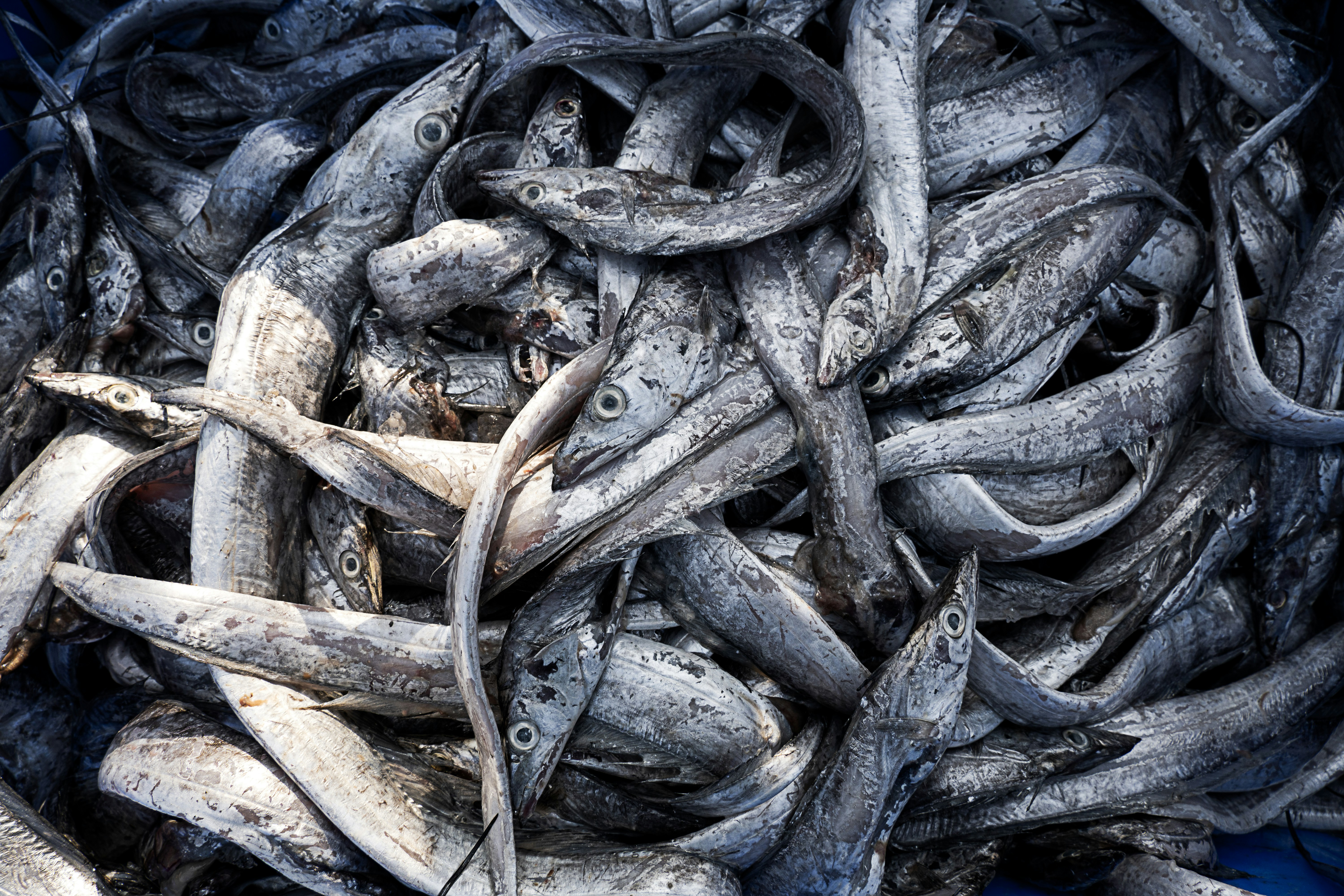 Photo by Naveena V with Sony Alpha 6100