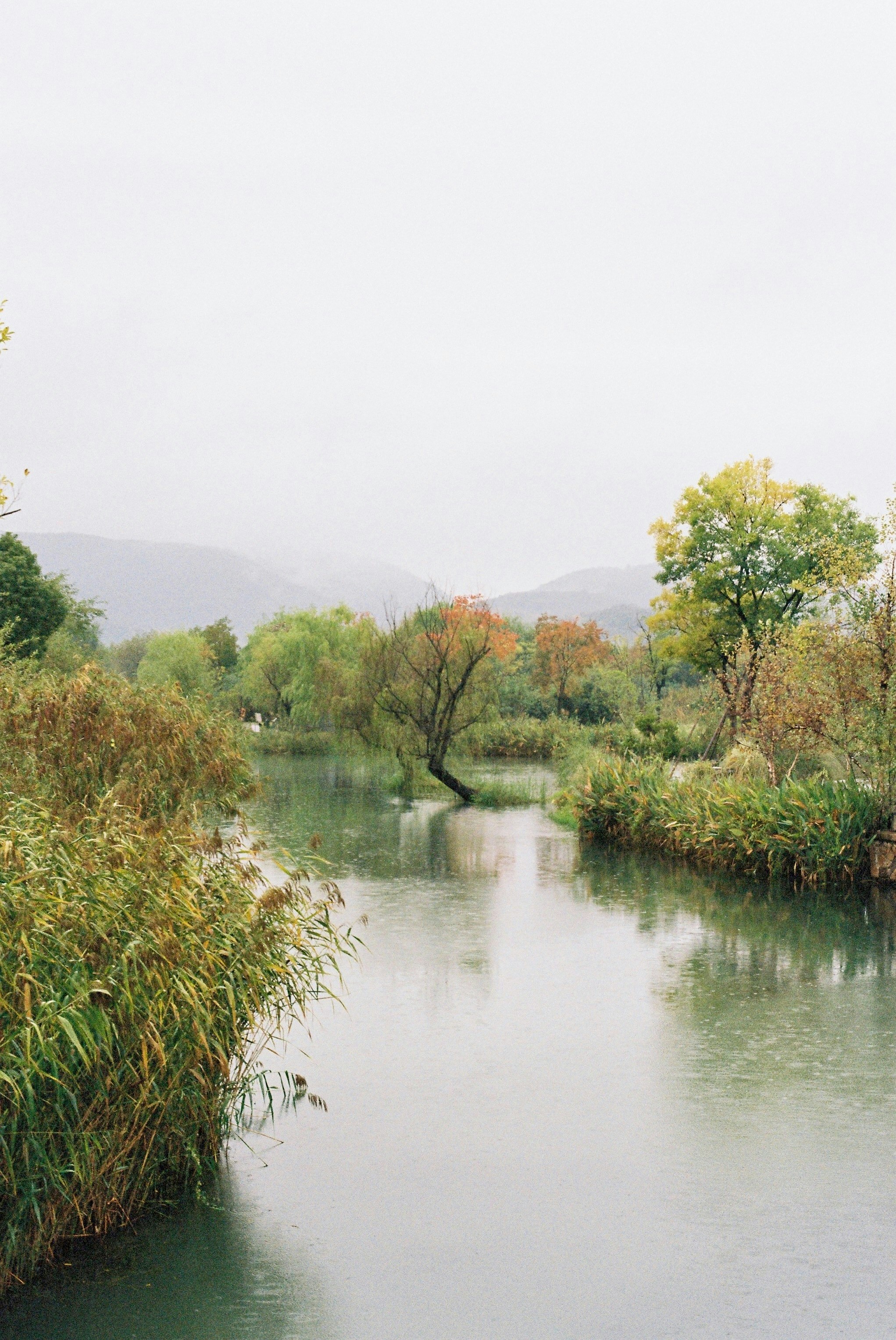 Meandering River Between Quiet Reeds and Autumn Trees