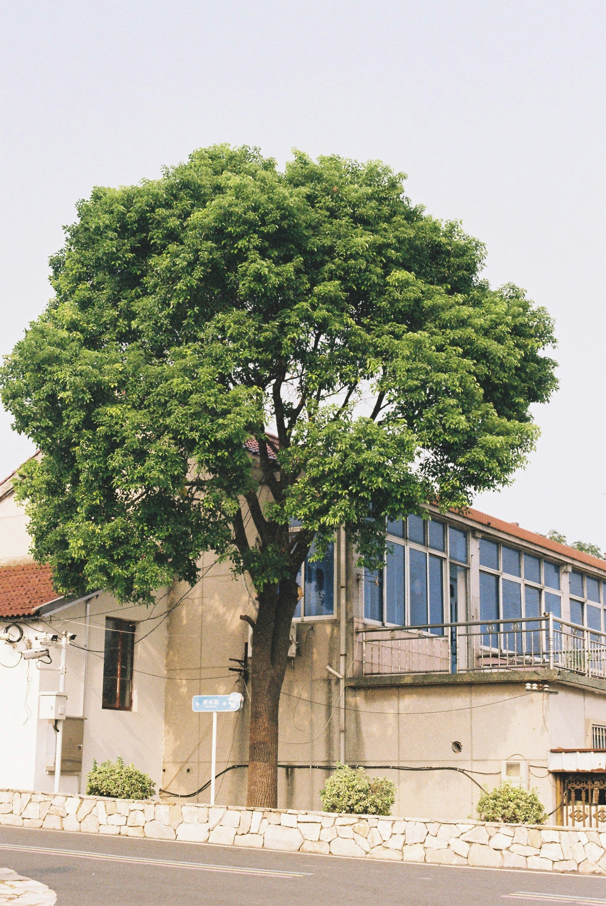 Tree-Topped Corner: A Quiet Campus Facade Under a Lush Canopy