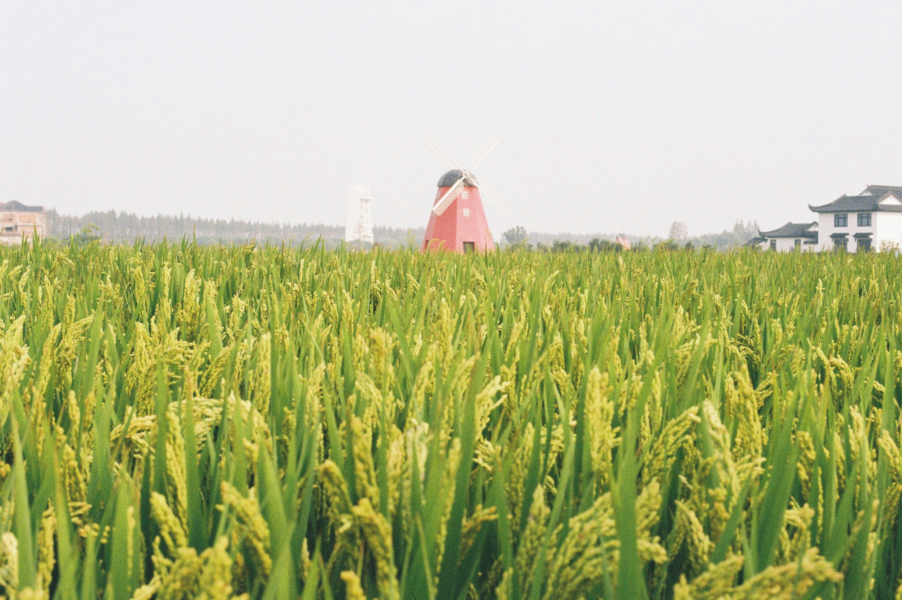 Pastoral Horizon: A Field of Rice with Distant Windmill and Farm Structures