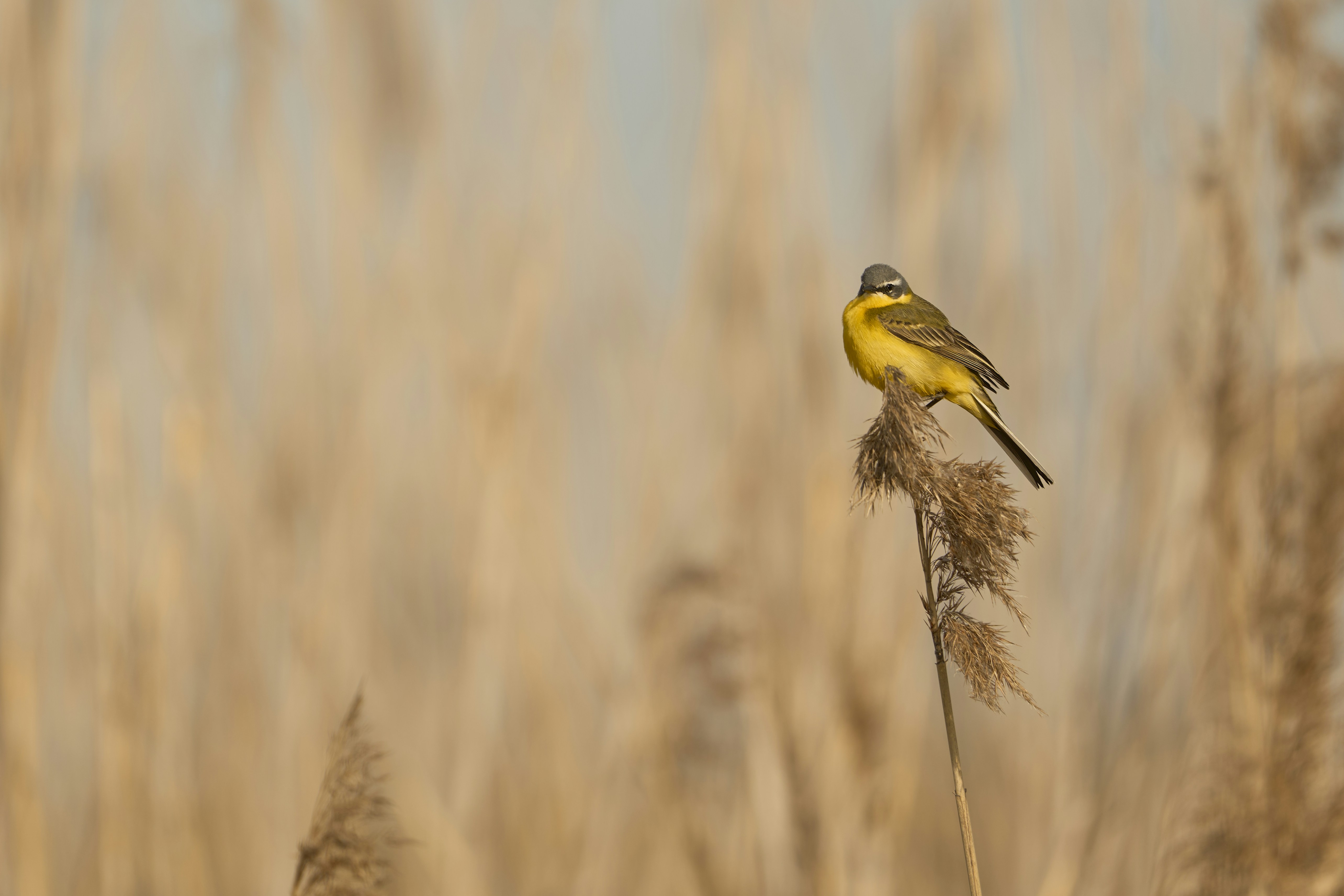 Yellow Warbler perched on reed, sunlit in a misty tall grass backdrop