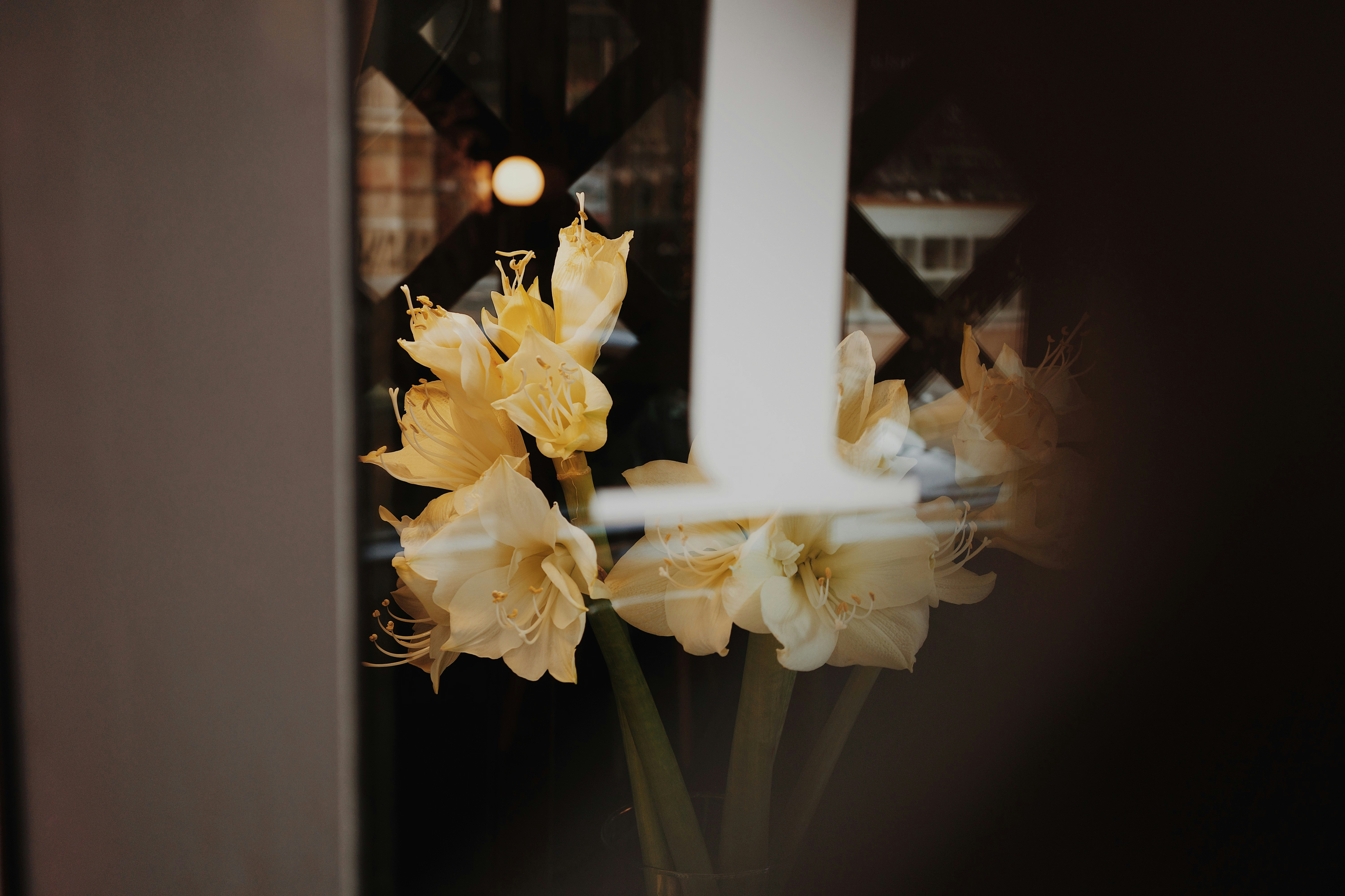 Soft Bloom Through the Window: Daffodils in a Hidden Frame