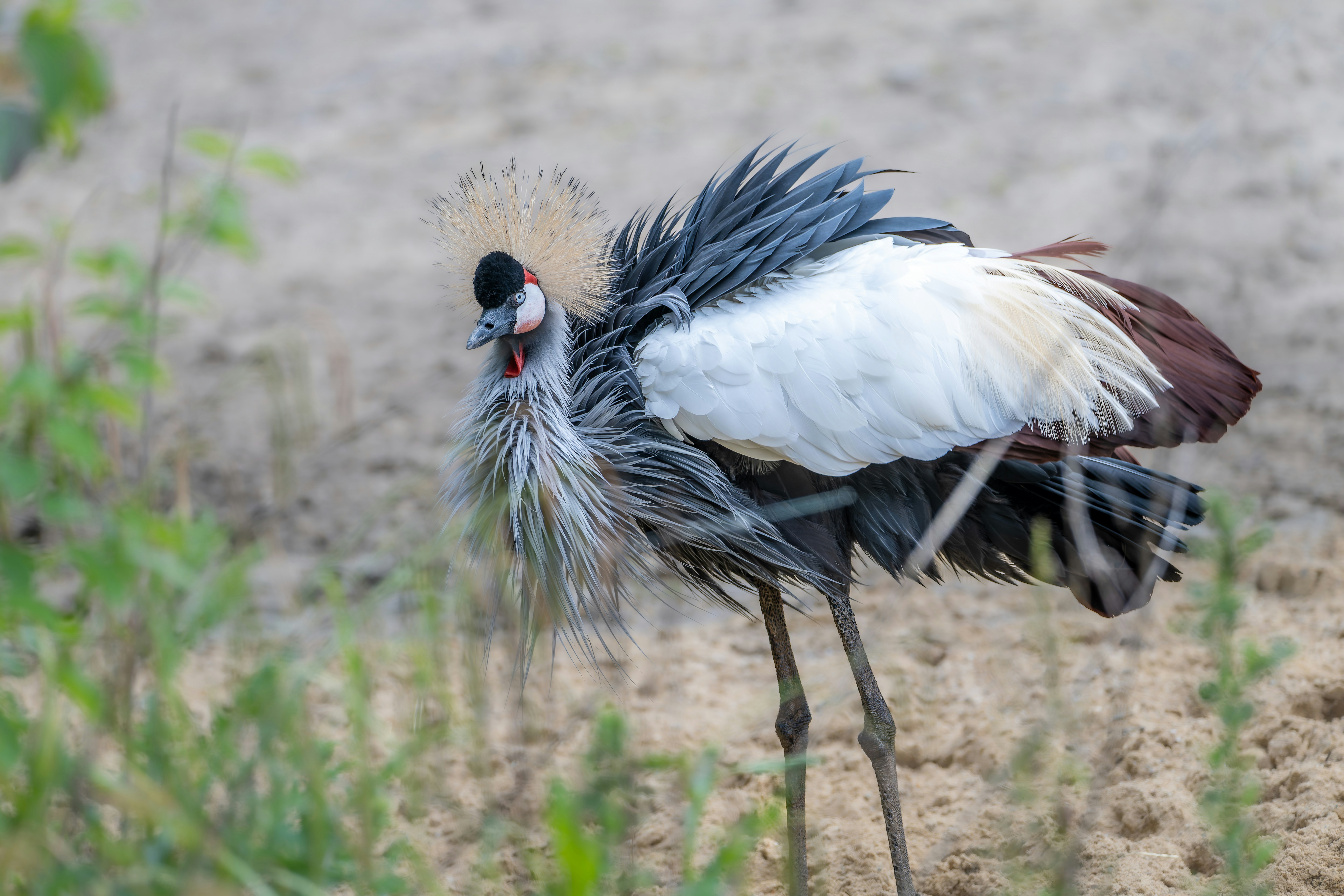 Majestic Crowned Crane in a Dusty Wetland